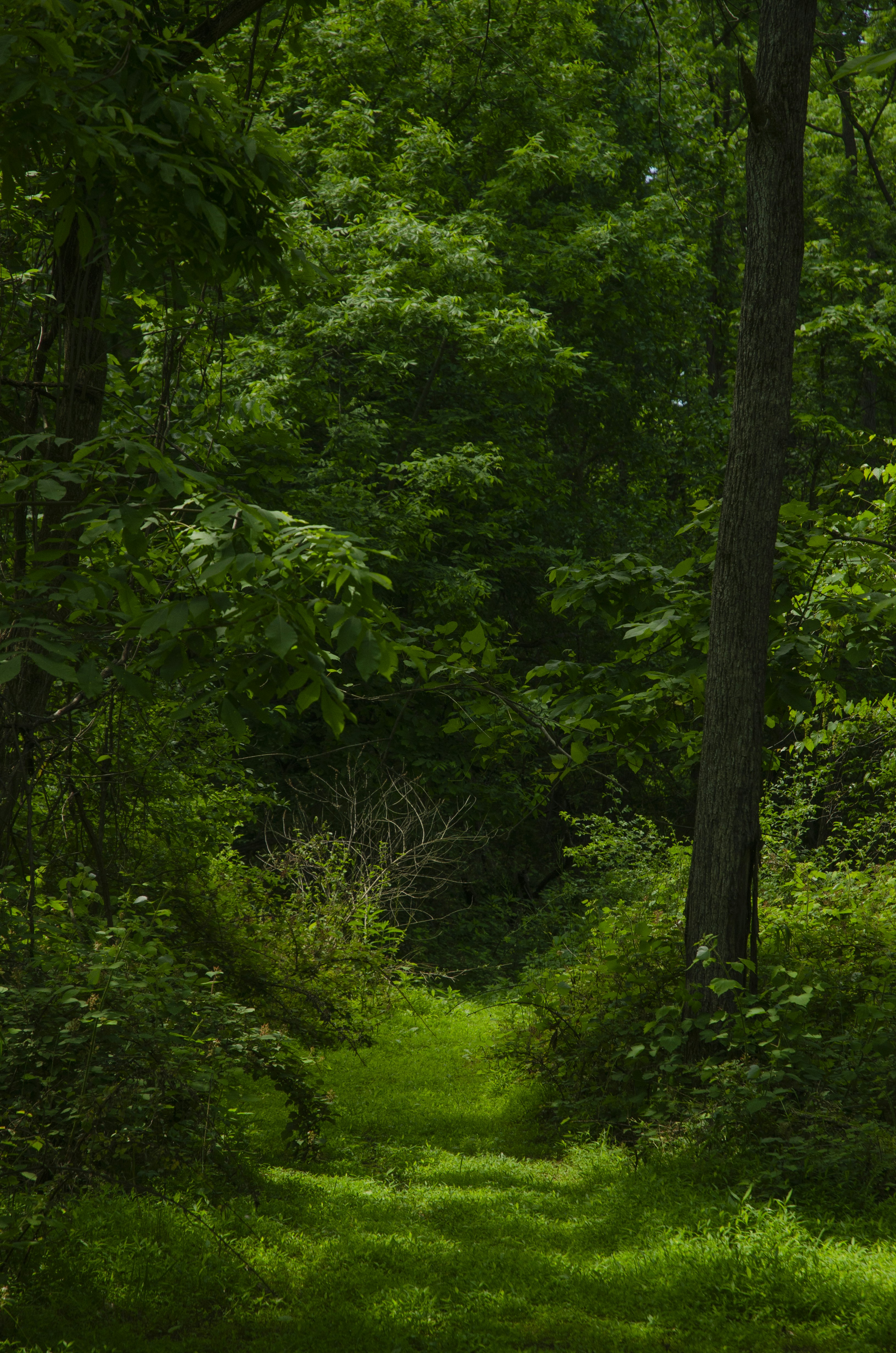 Emerging Trail Through Verdant Pines