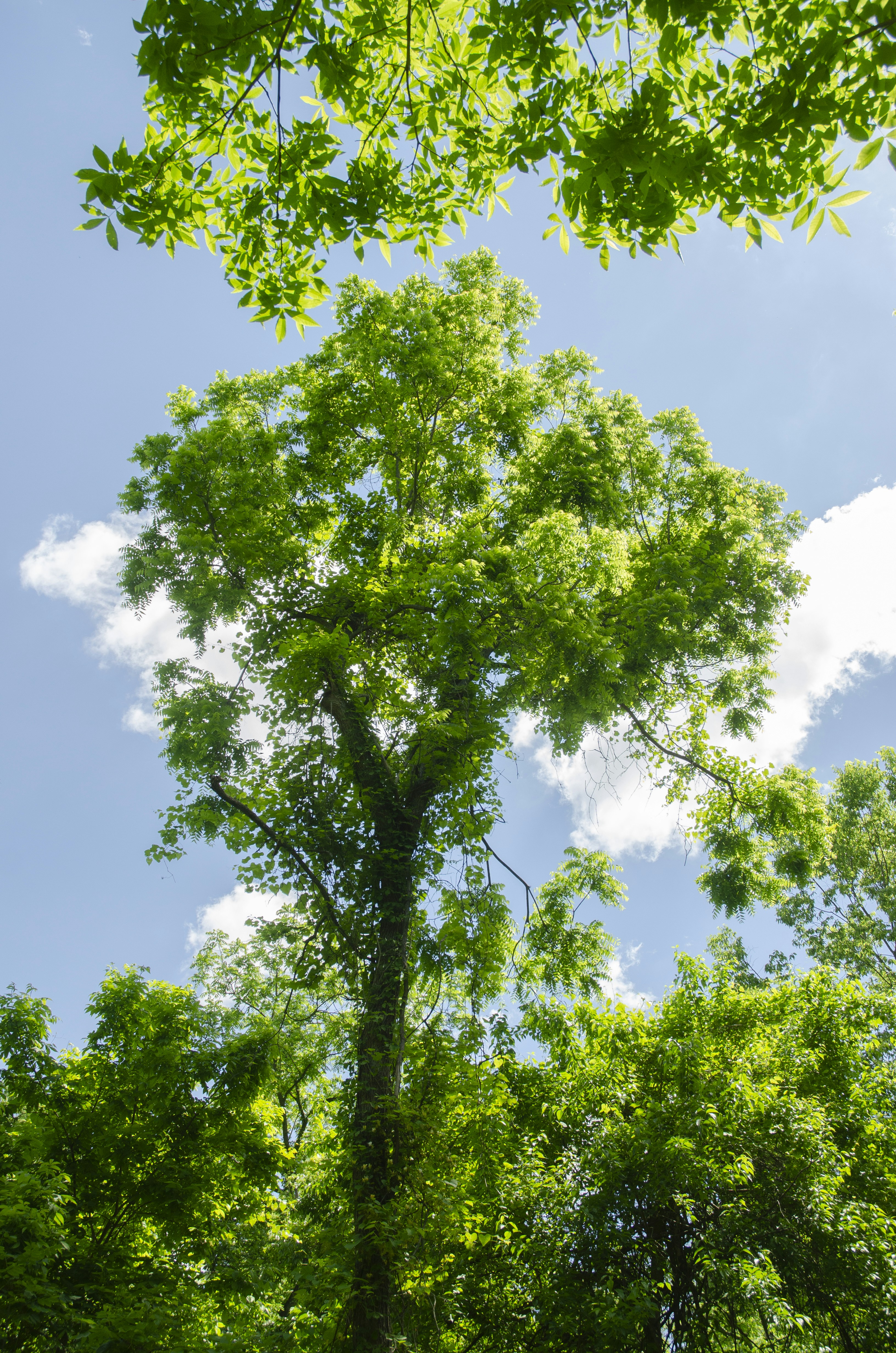 Canopy Cathedral: Sunlit Oaks Reaching Toward the Sky