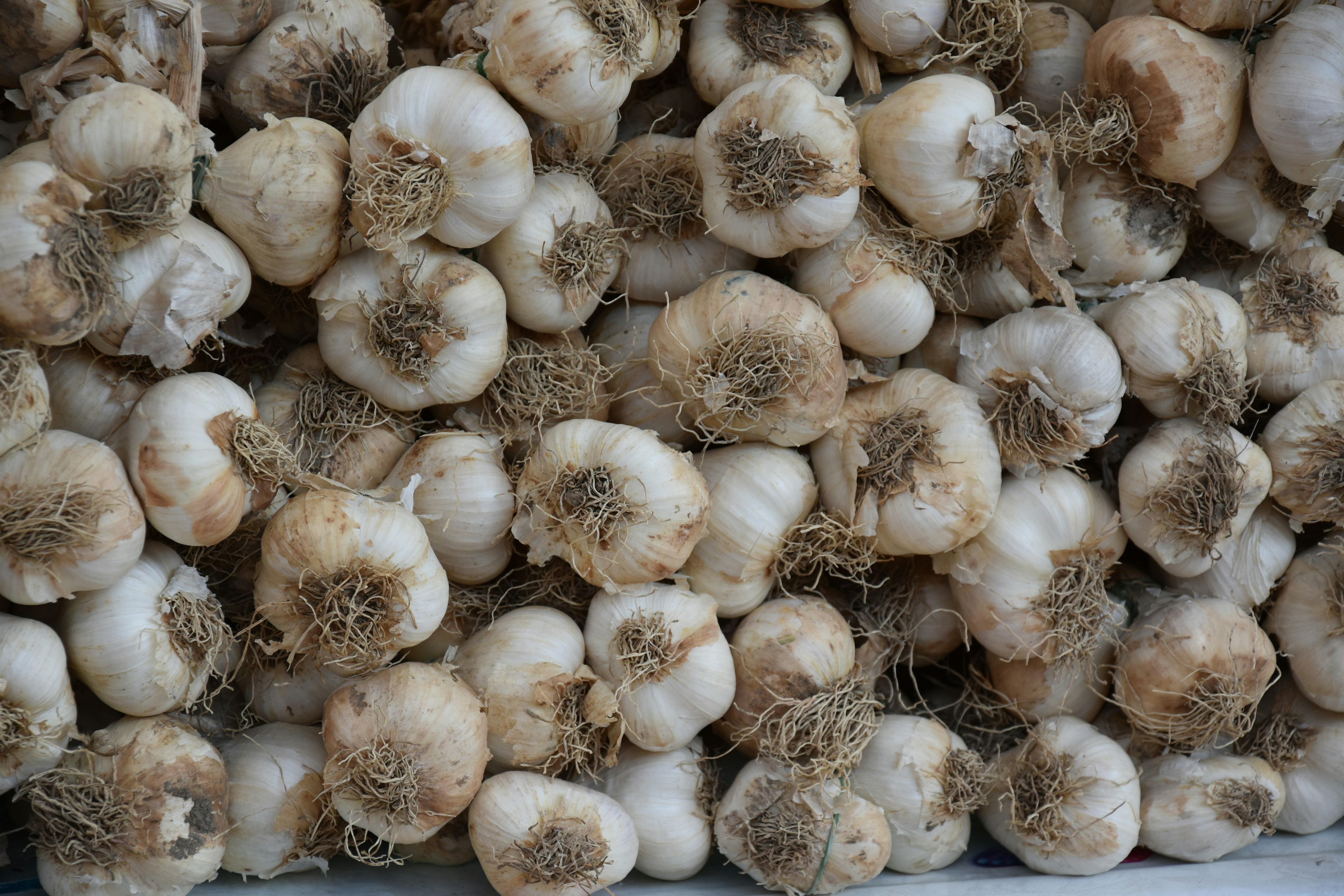Hidden Clover of Winter: Garlic Bulbs Piling into Light