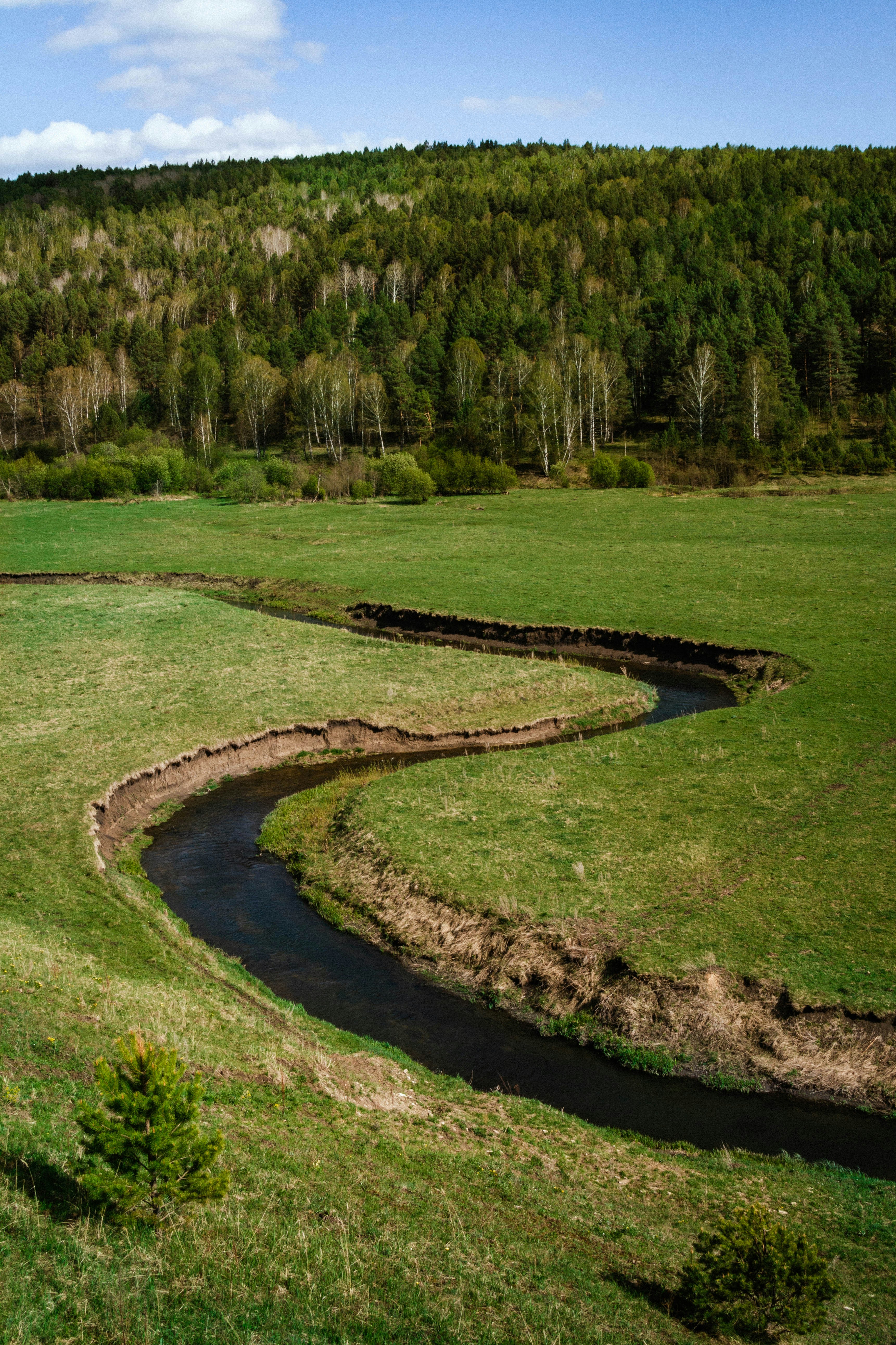 Winding Creek Through Open Meadow Toward a Quiet Forest