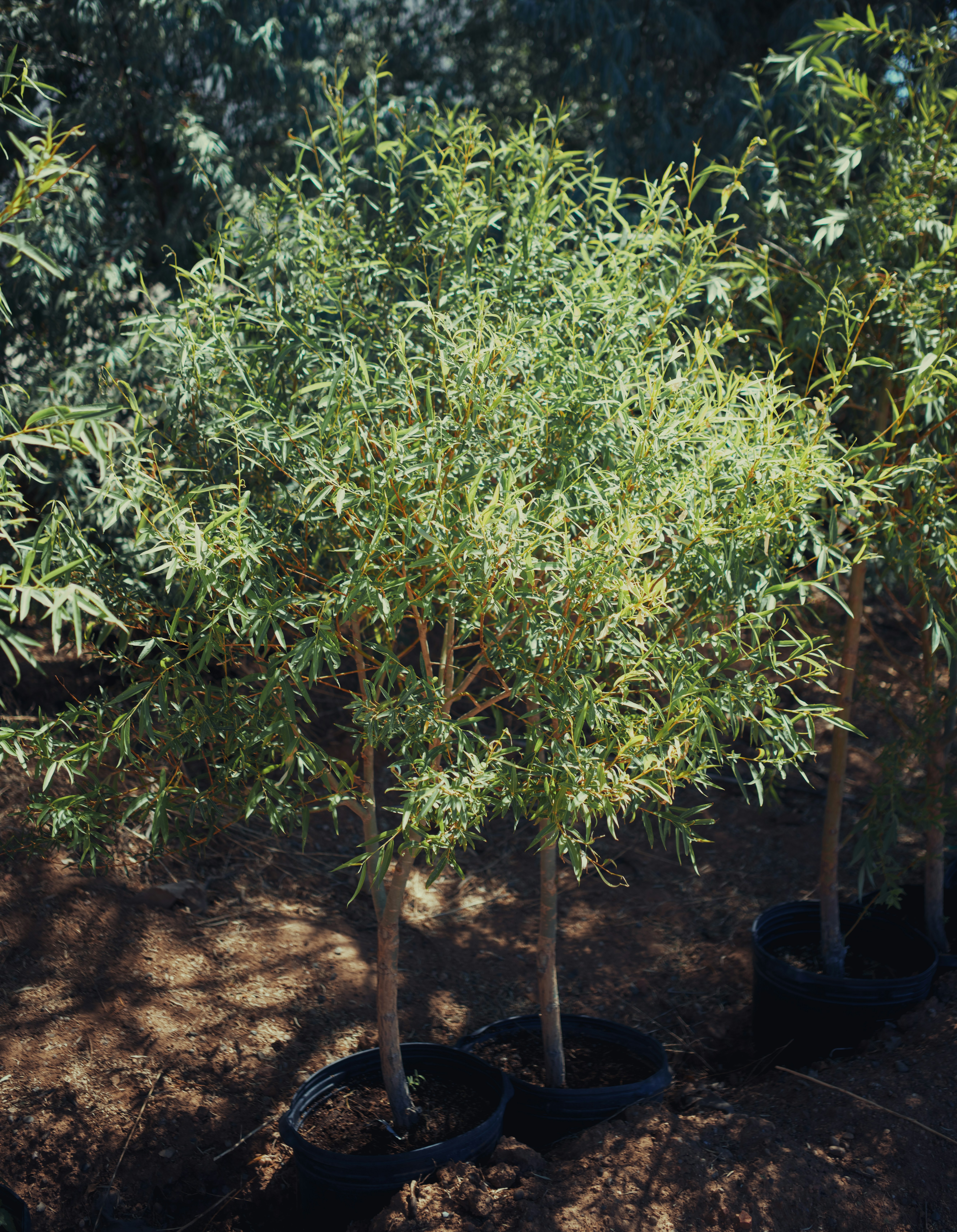 Bushy Olive Saplings Catching Sunlight in a Nursery Row