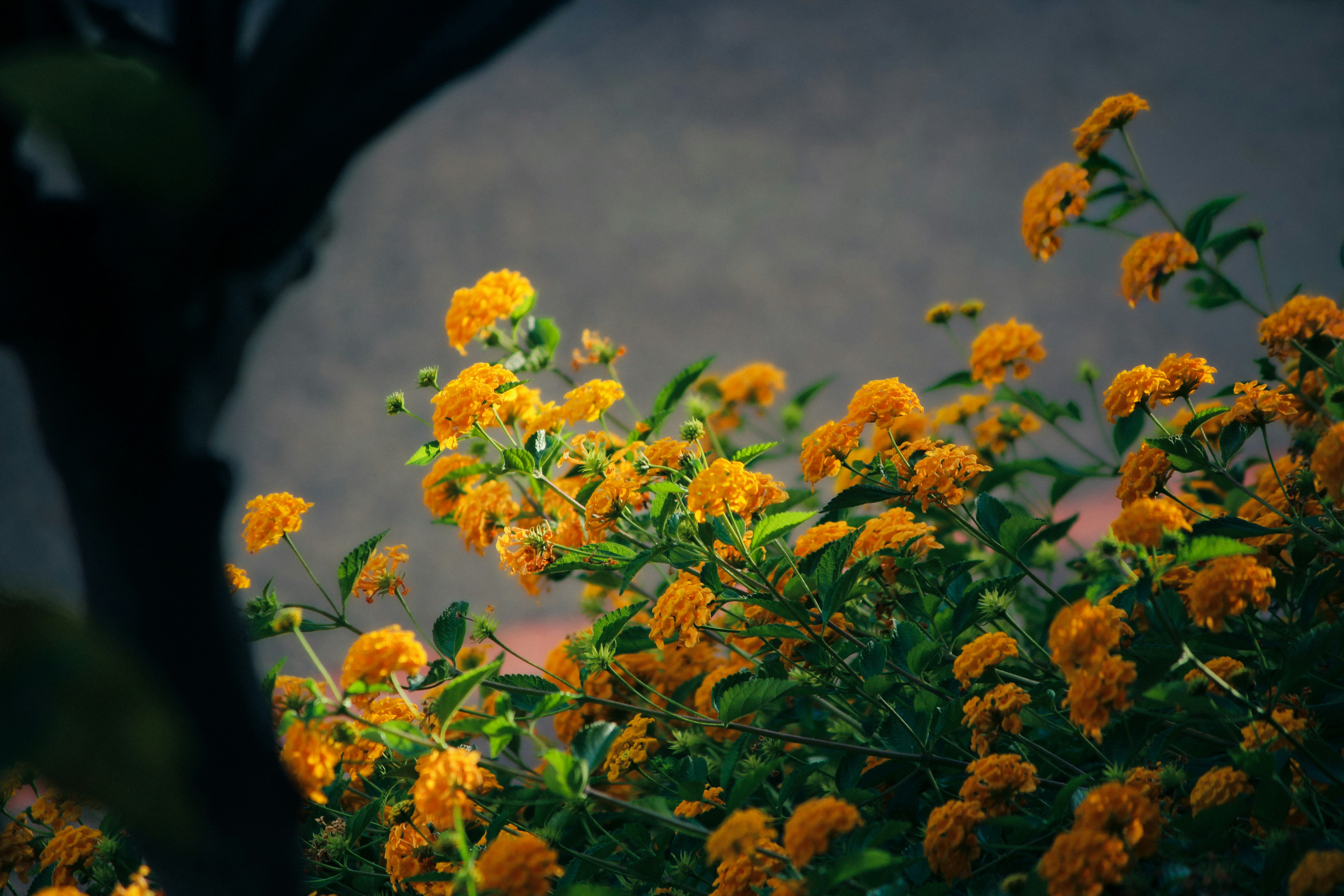 Sunlit marigold cascade framed by shadowed garden path
