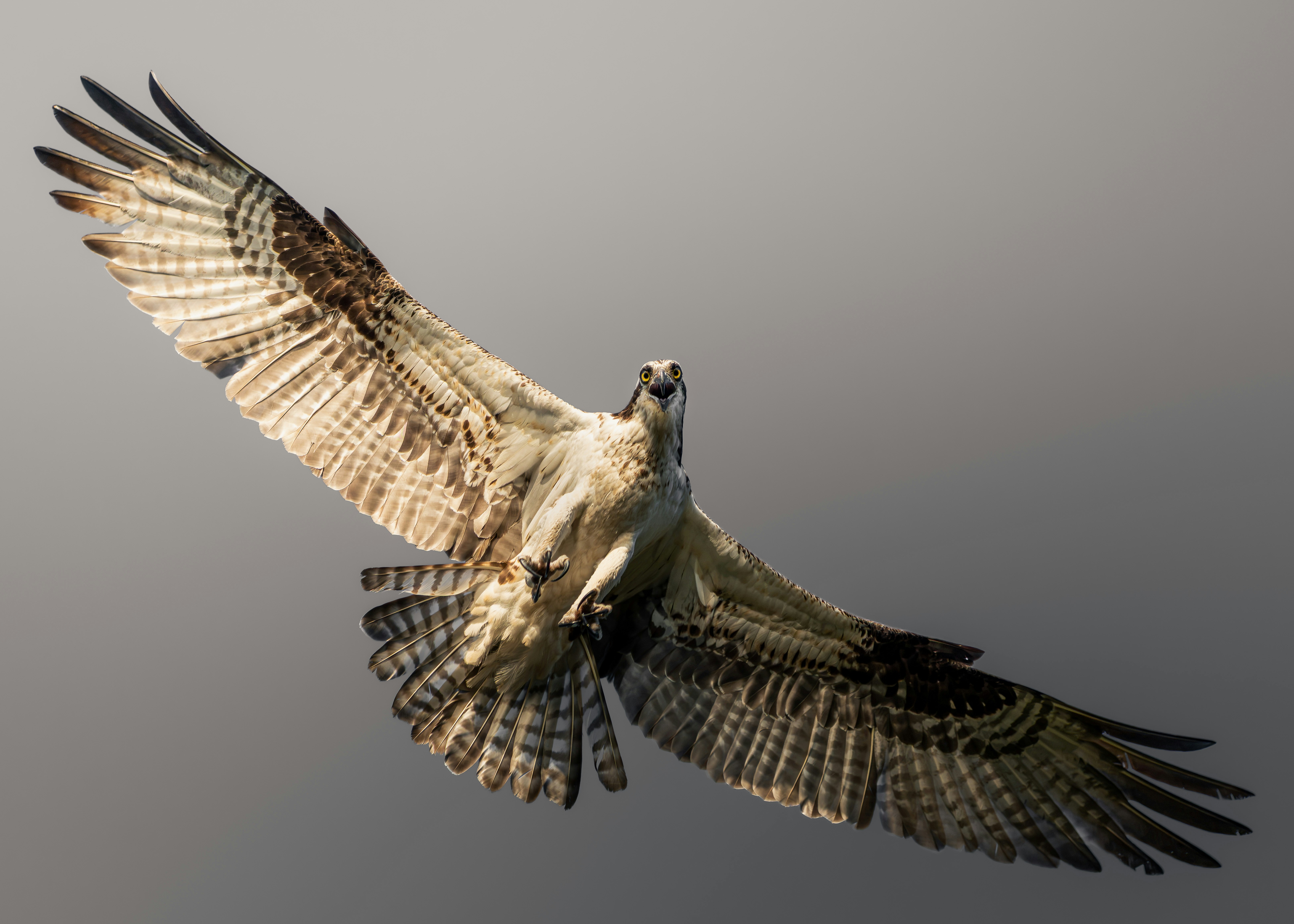 Midflight Sentinel: A Hawk Bracing the Wind