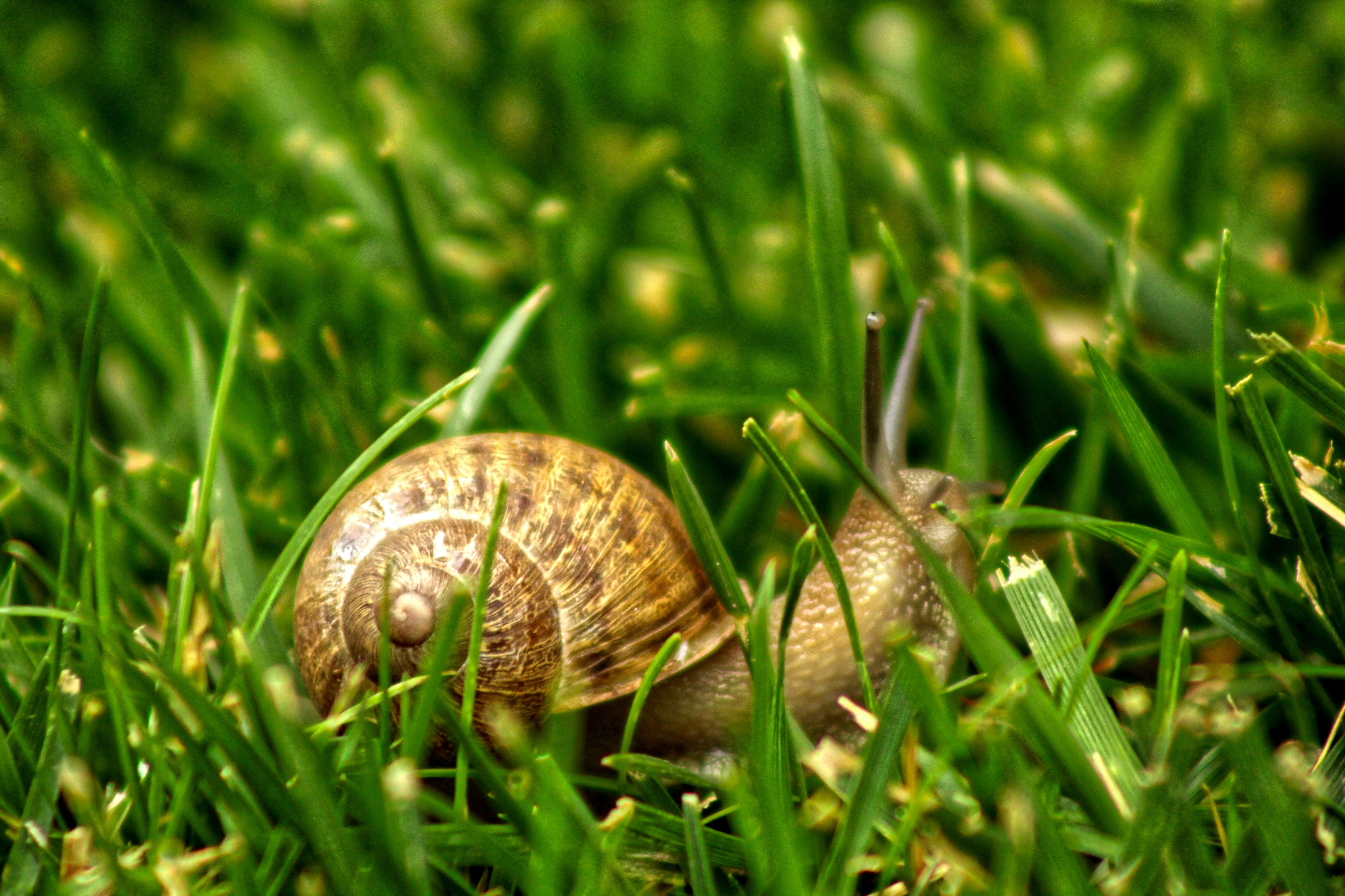 Two Garden Snails Among Green Blades