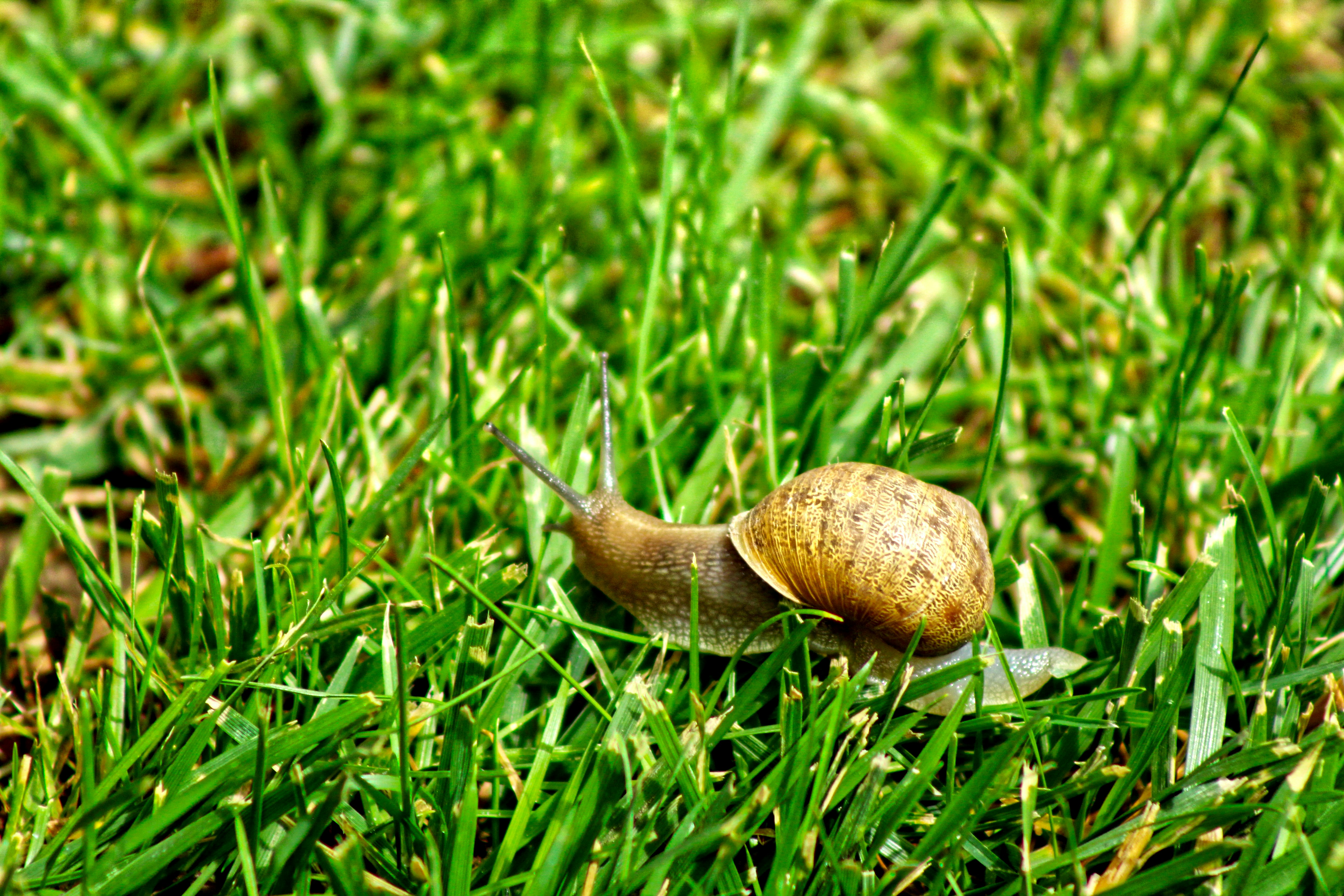 Emerald Path: a lone snail traversing sunlit grass