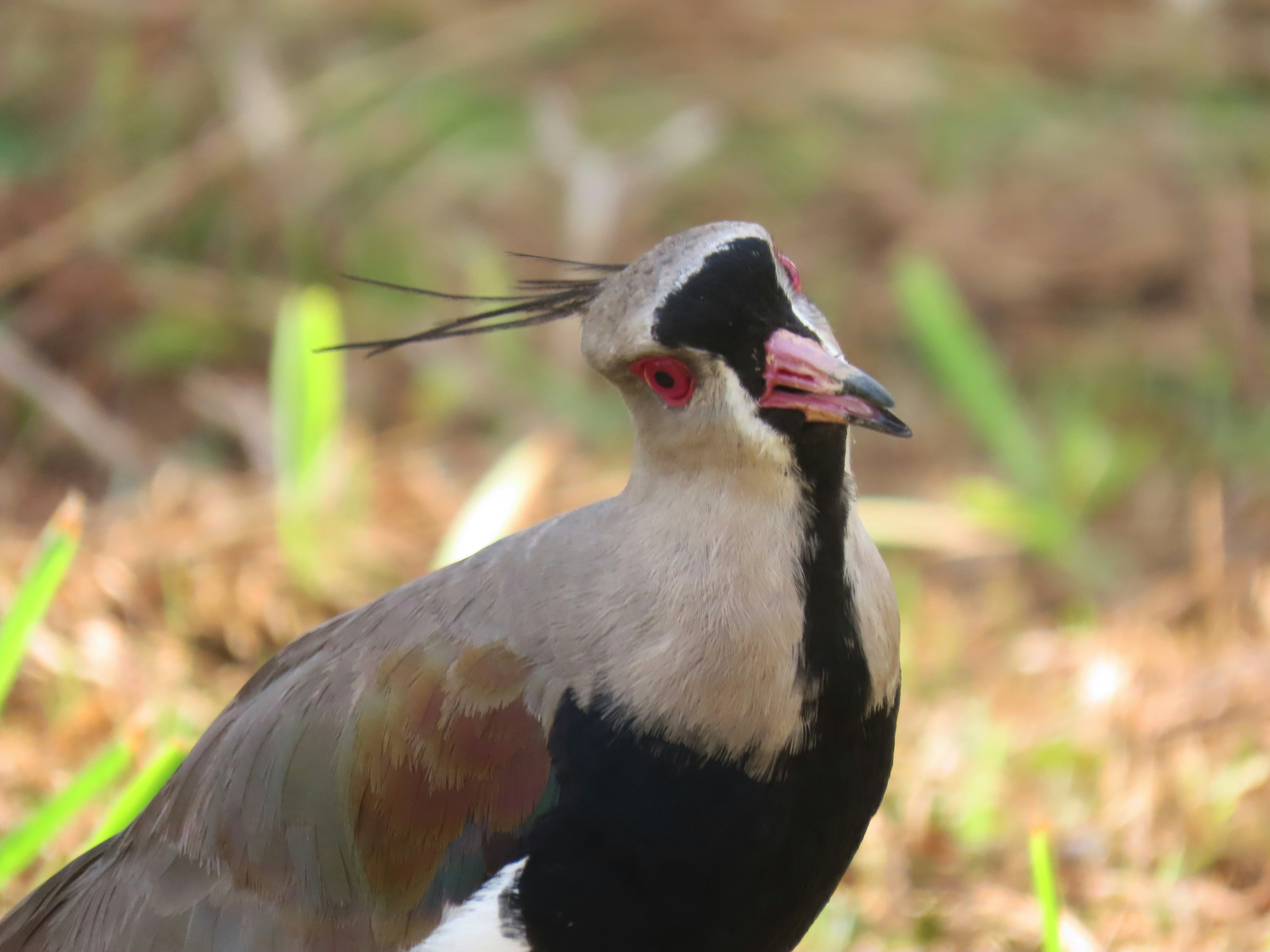 Crowned in Motion: A Southern Lapwing in Focus