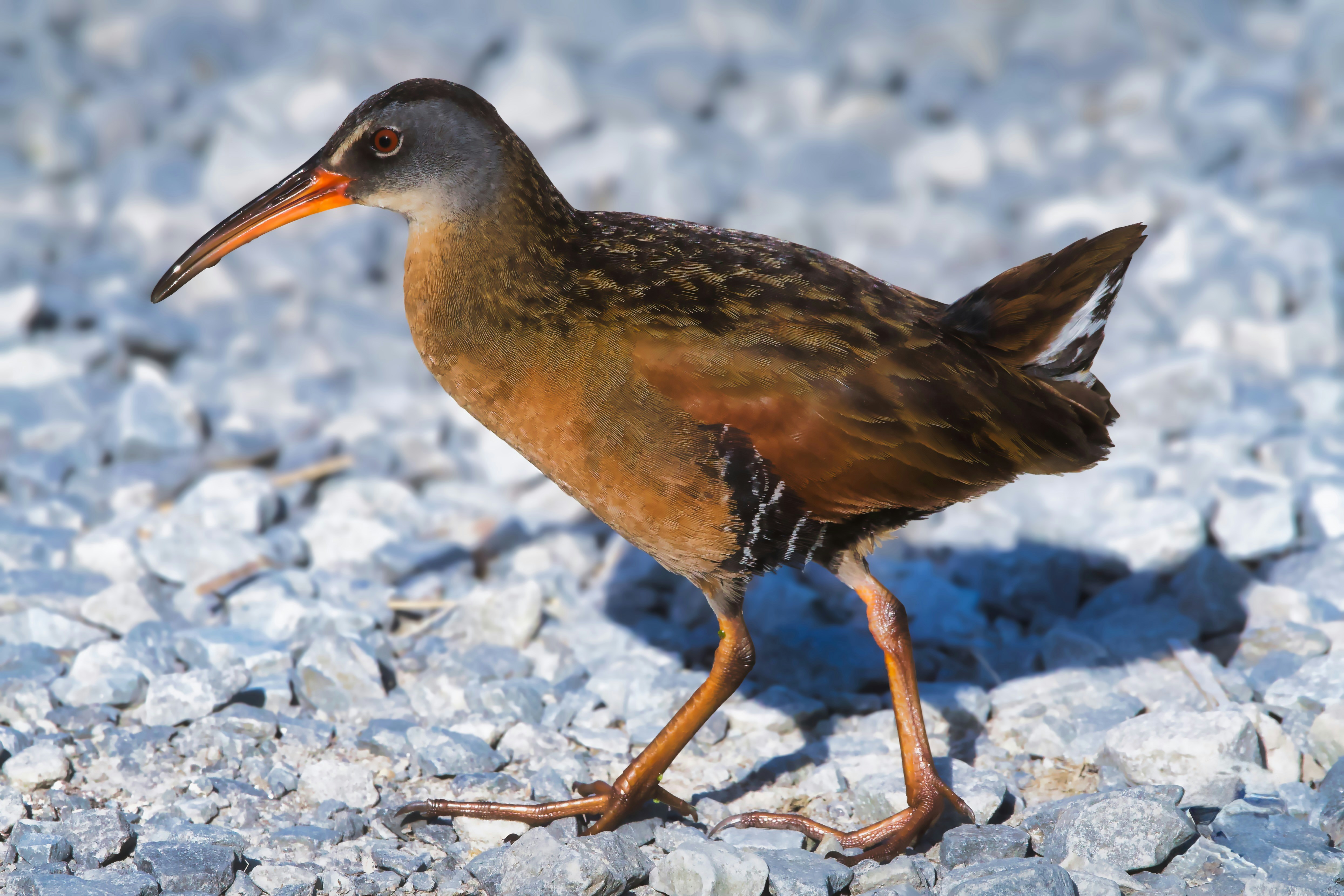 Iridescent Gait: A Waterline Stroll of a Rail-Bird