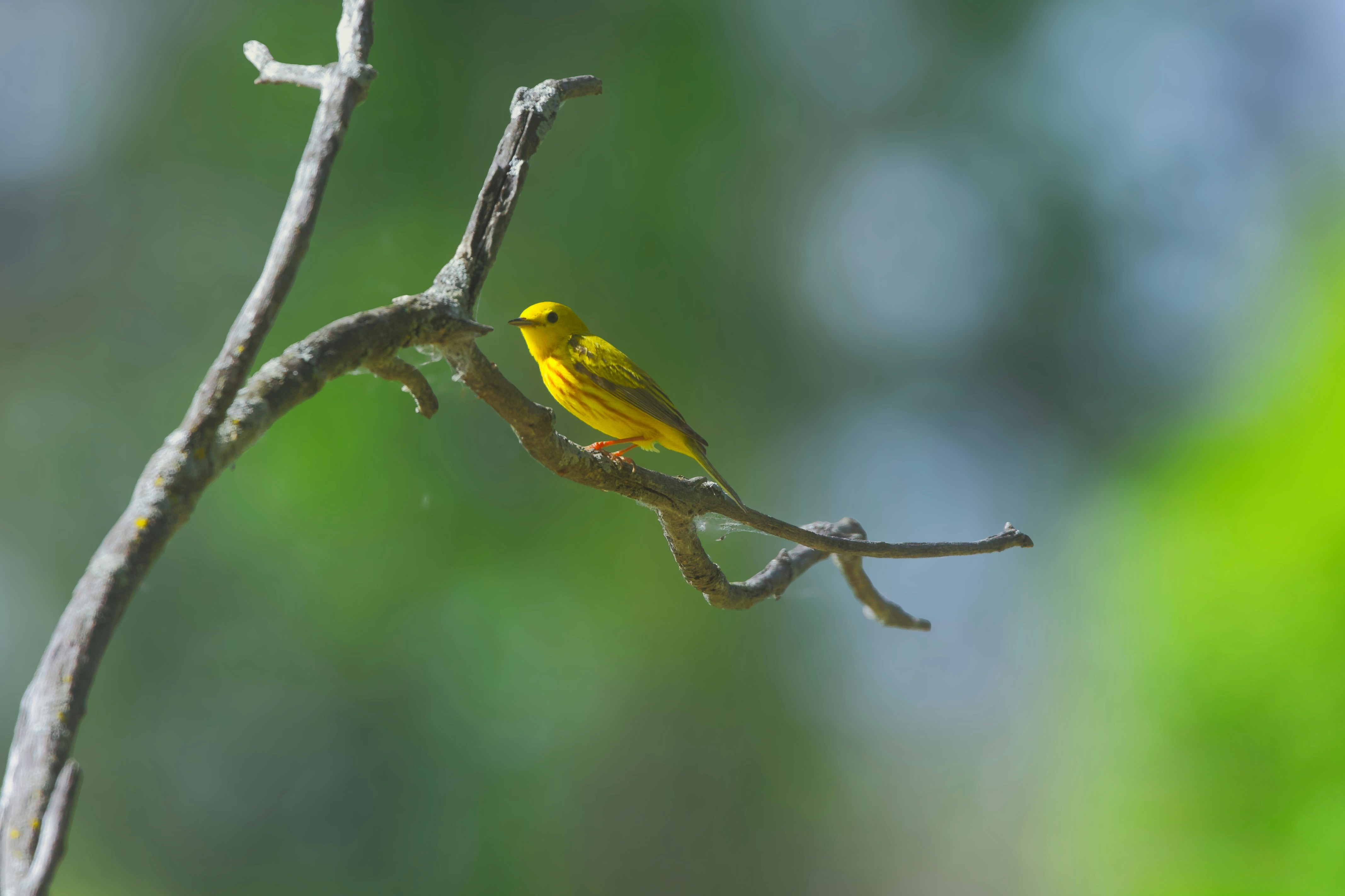 Golden Warbler on a Quivering Branch