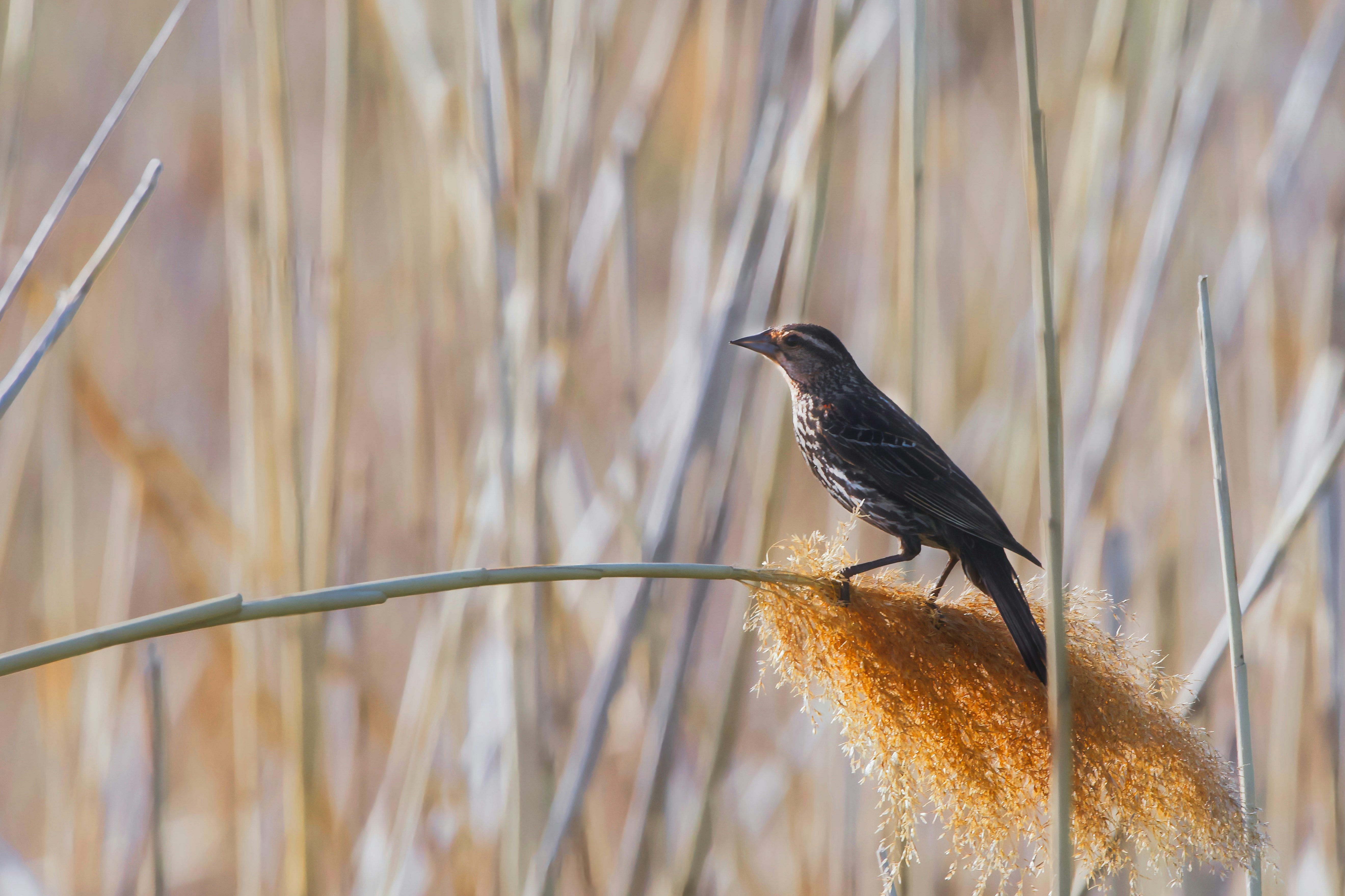 Crimson Reed Warbler perching on a sunlit plume