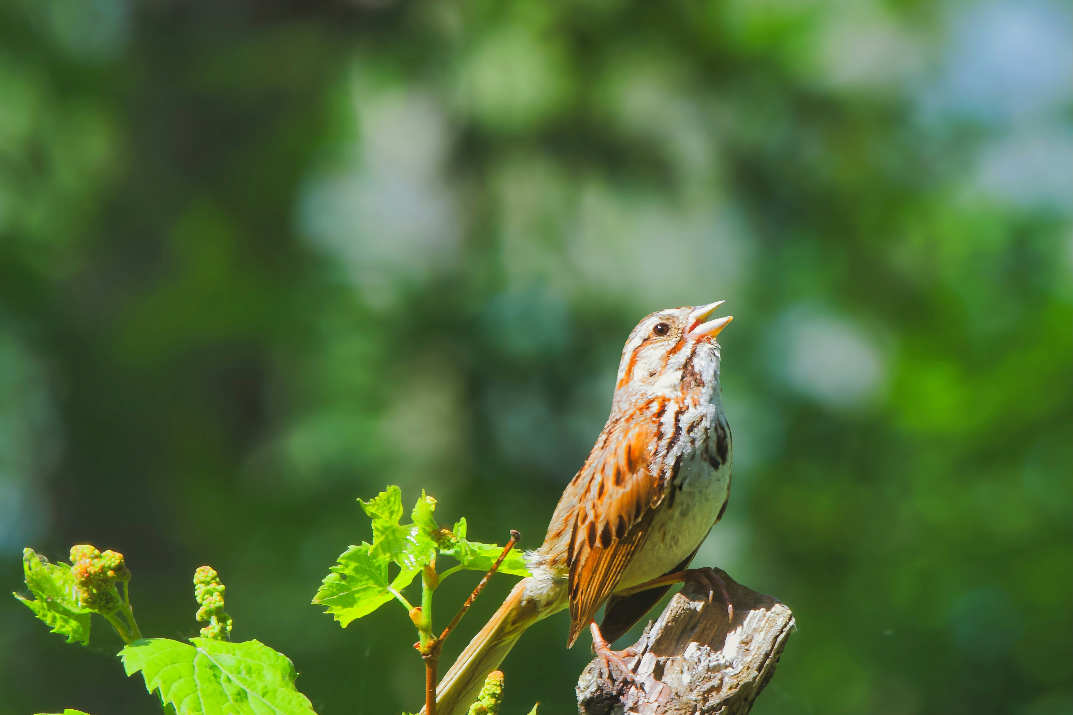 Perched Meadow Linger: A Songbird in Bright Green