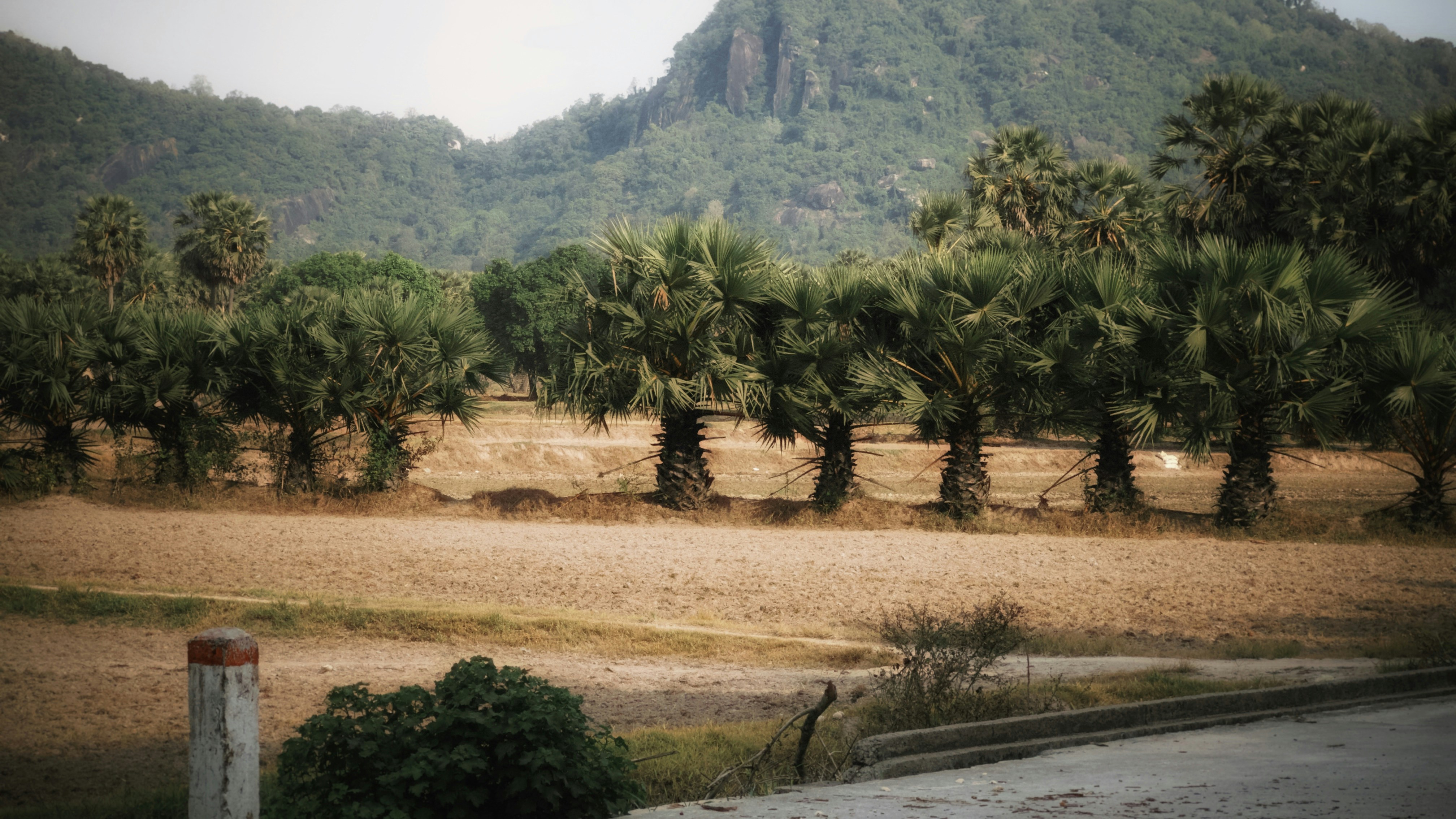 Row of palm trees beneath a distant hill under a clear sky