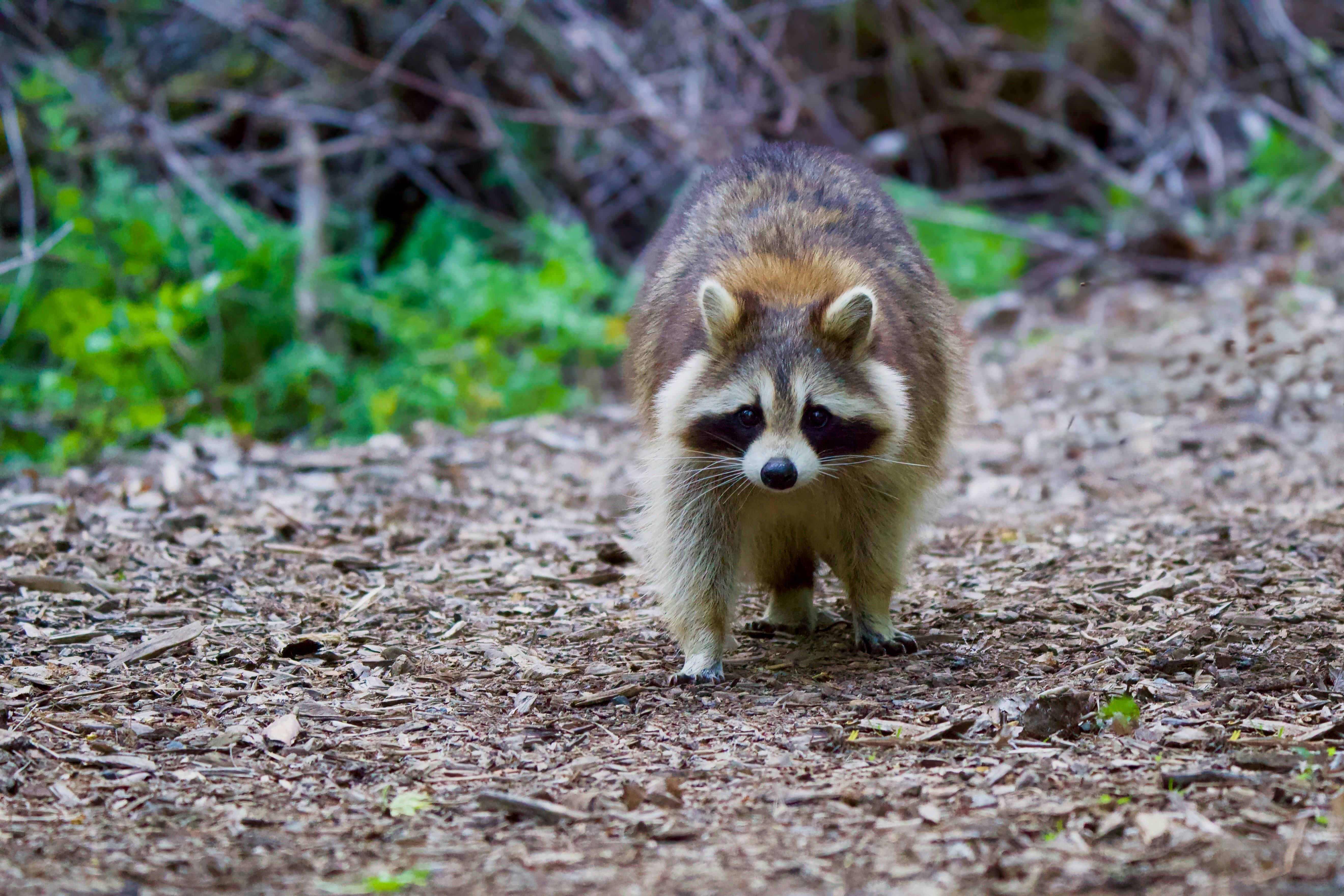 Curious Aisling: A Vincular Scurry Through the Woodland Path