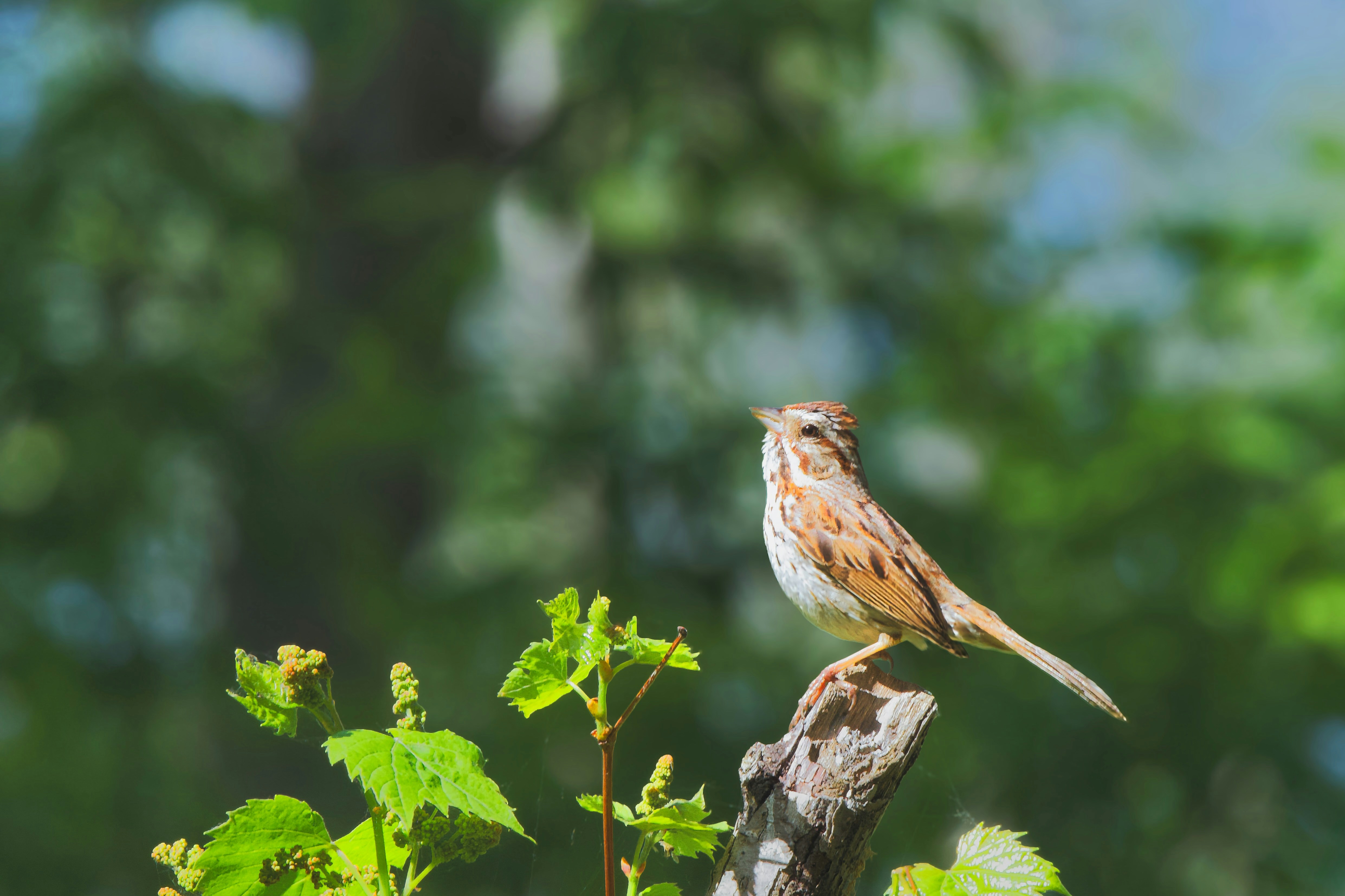 A brown songbird perching on a tree branch.