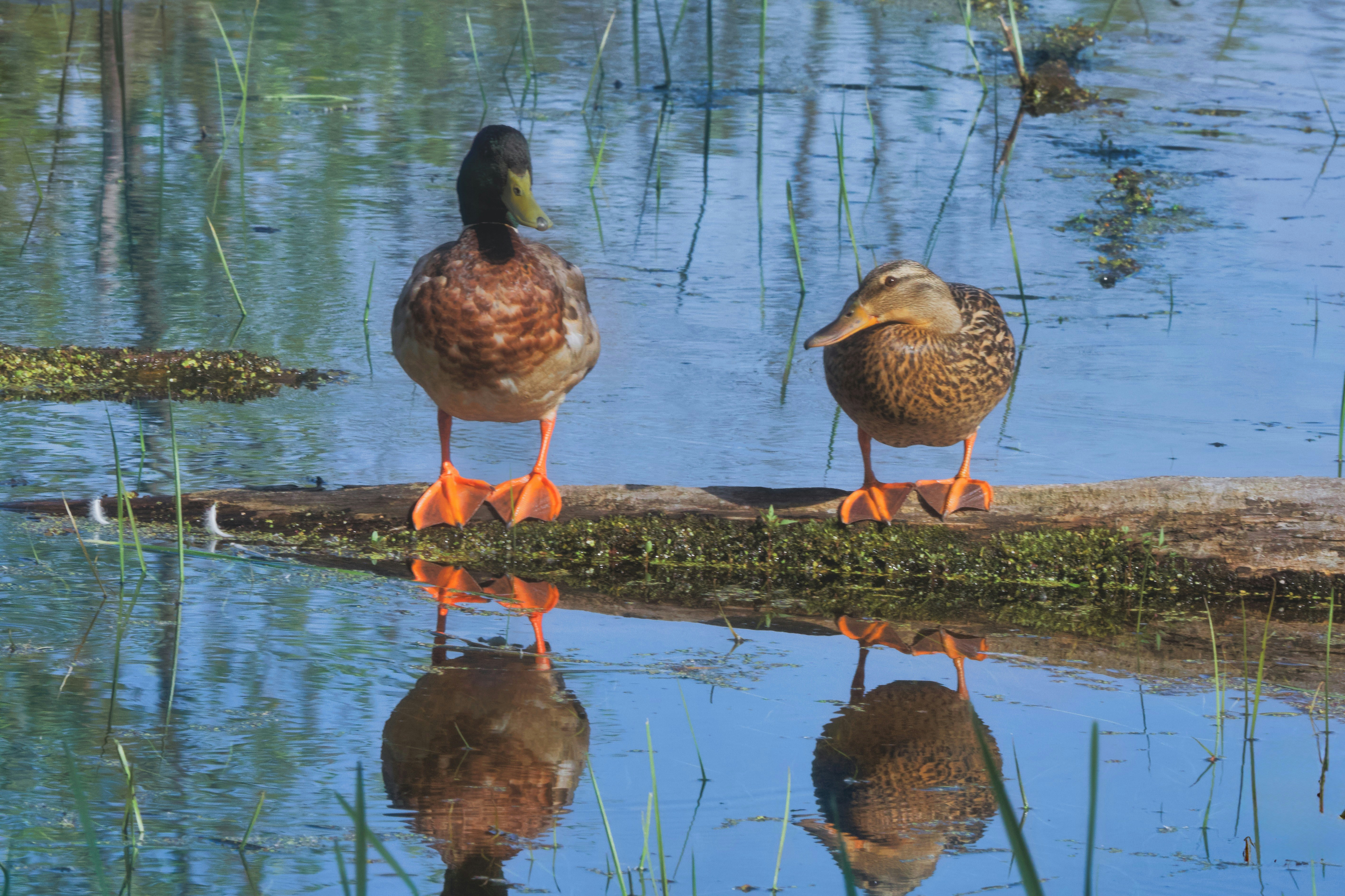 A Pair of Watchful Ducks on a Mossy Log