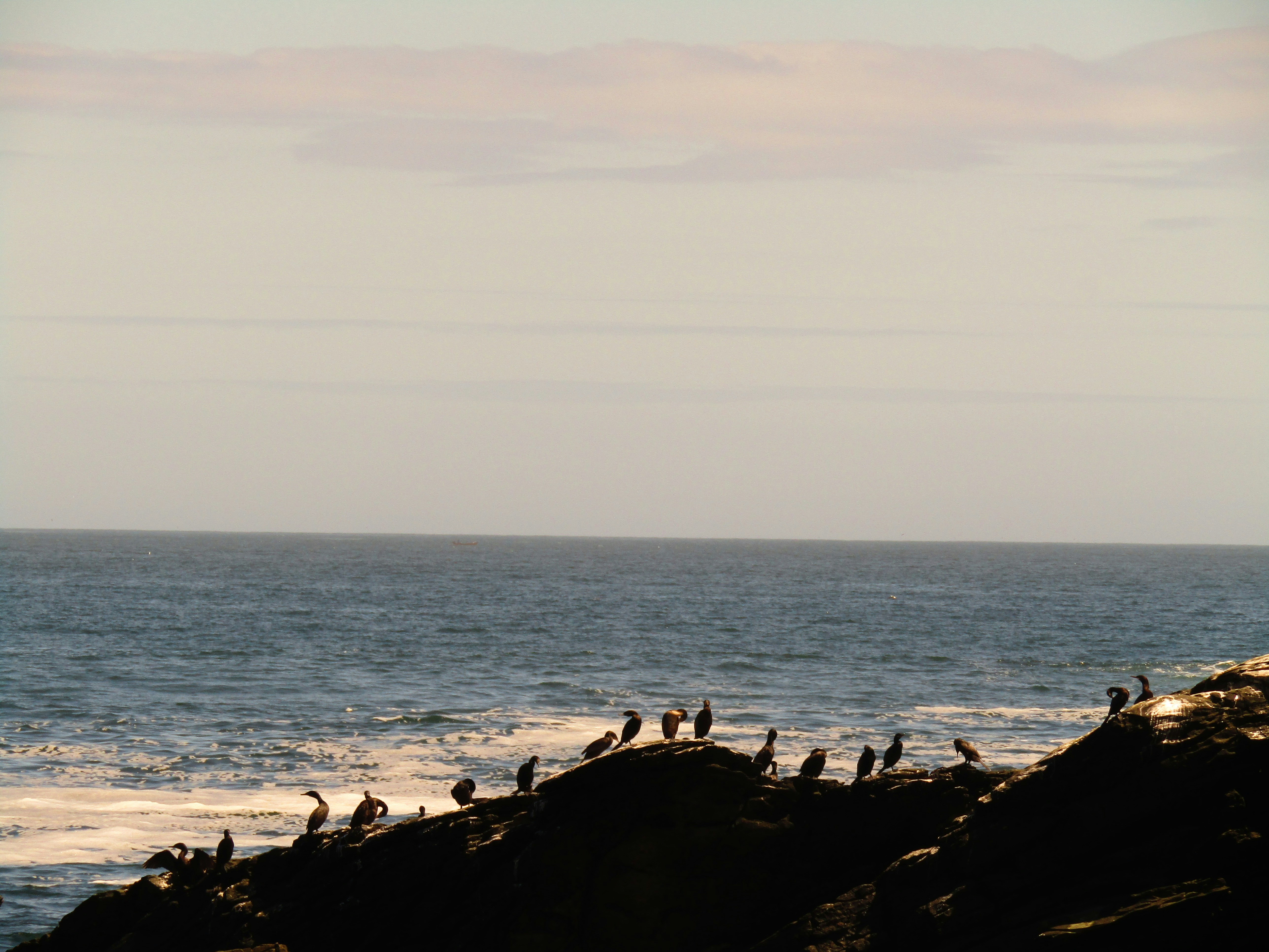 Seabird Chorus on a Dusk-Touched Tidal Ridge