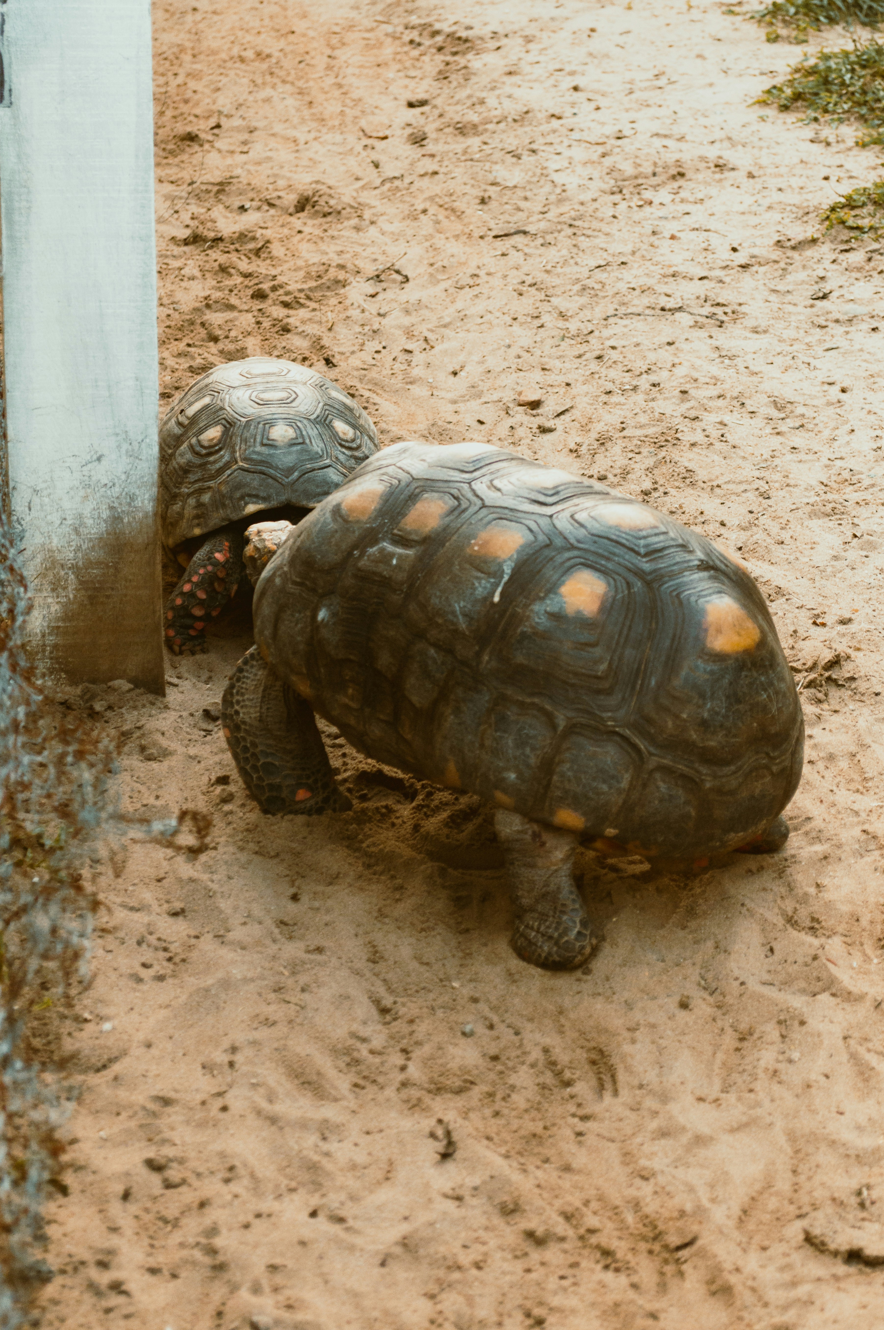 Two African Spurred Tortoises Share a Narrow Sand Path