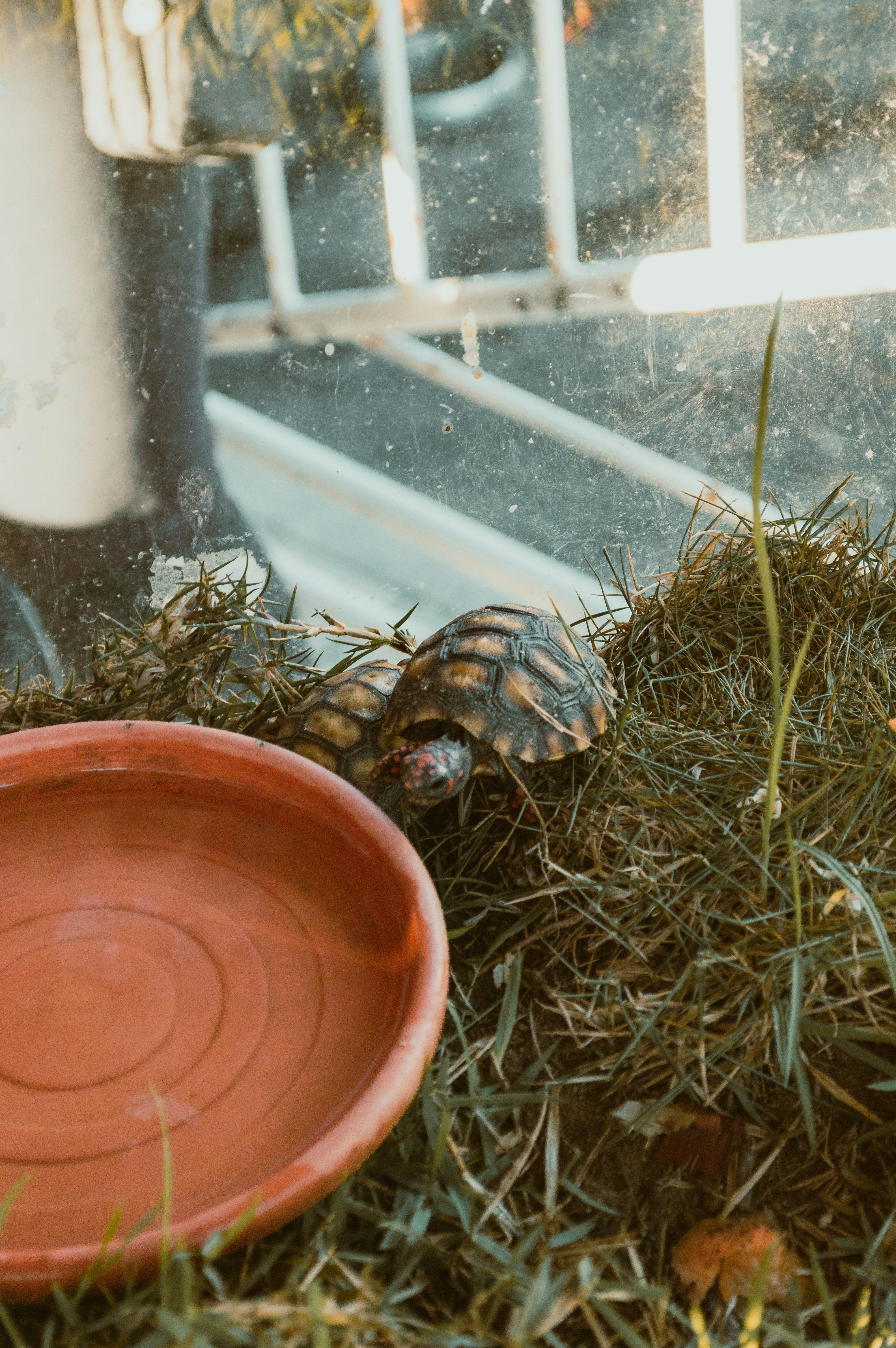 Hibernating Tortoise by a Clay Rimmed Bowl in Sunlit Habitat