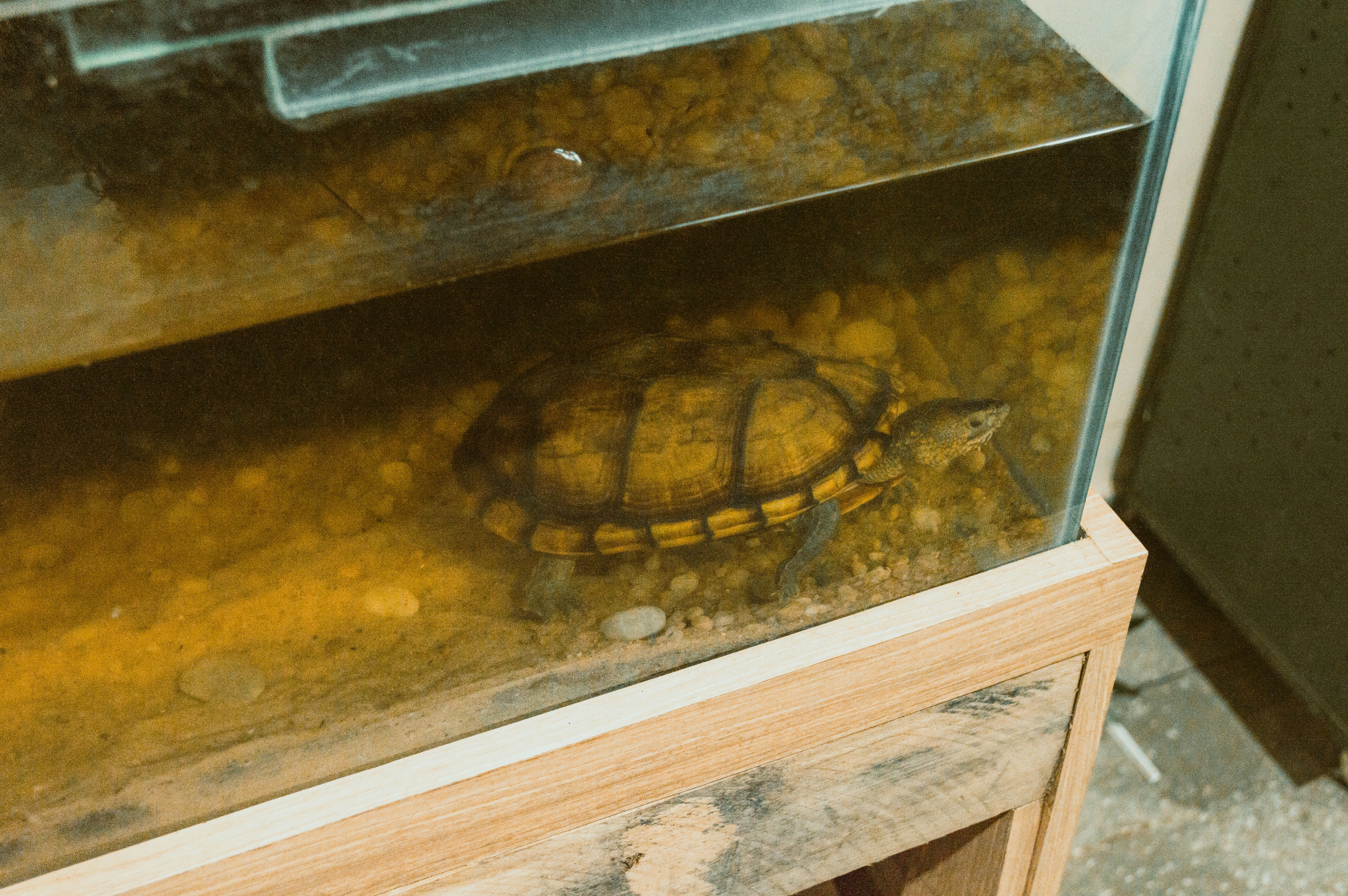Glass Tank Sentinel: A Turtle Patrols the Murky Glass-Lined Habitat