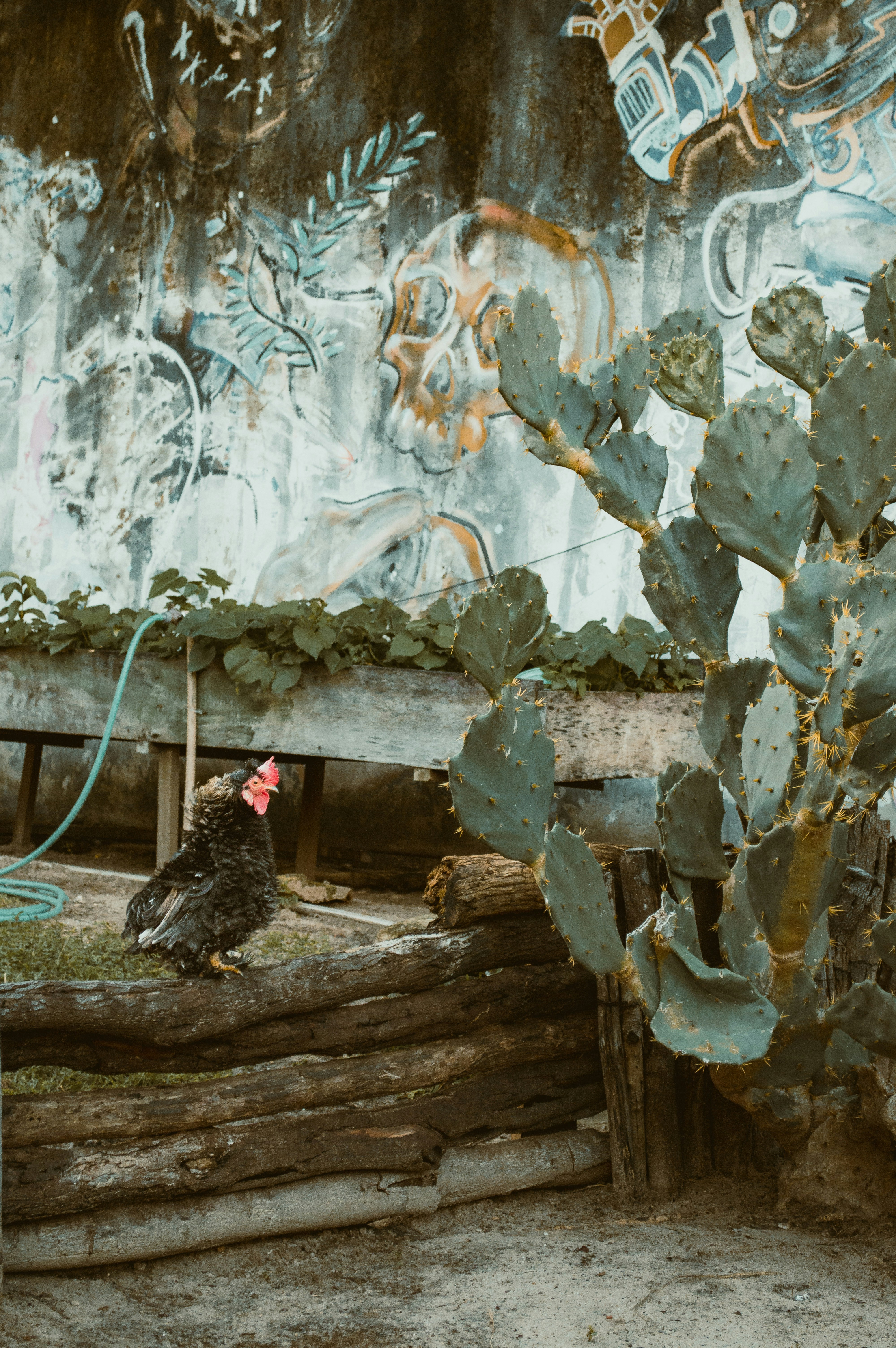 Cackling Rooster by the Cactus Fence