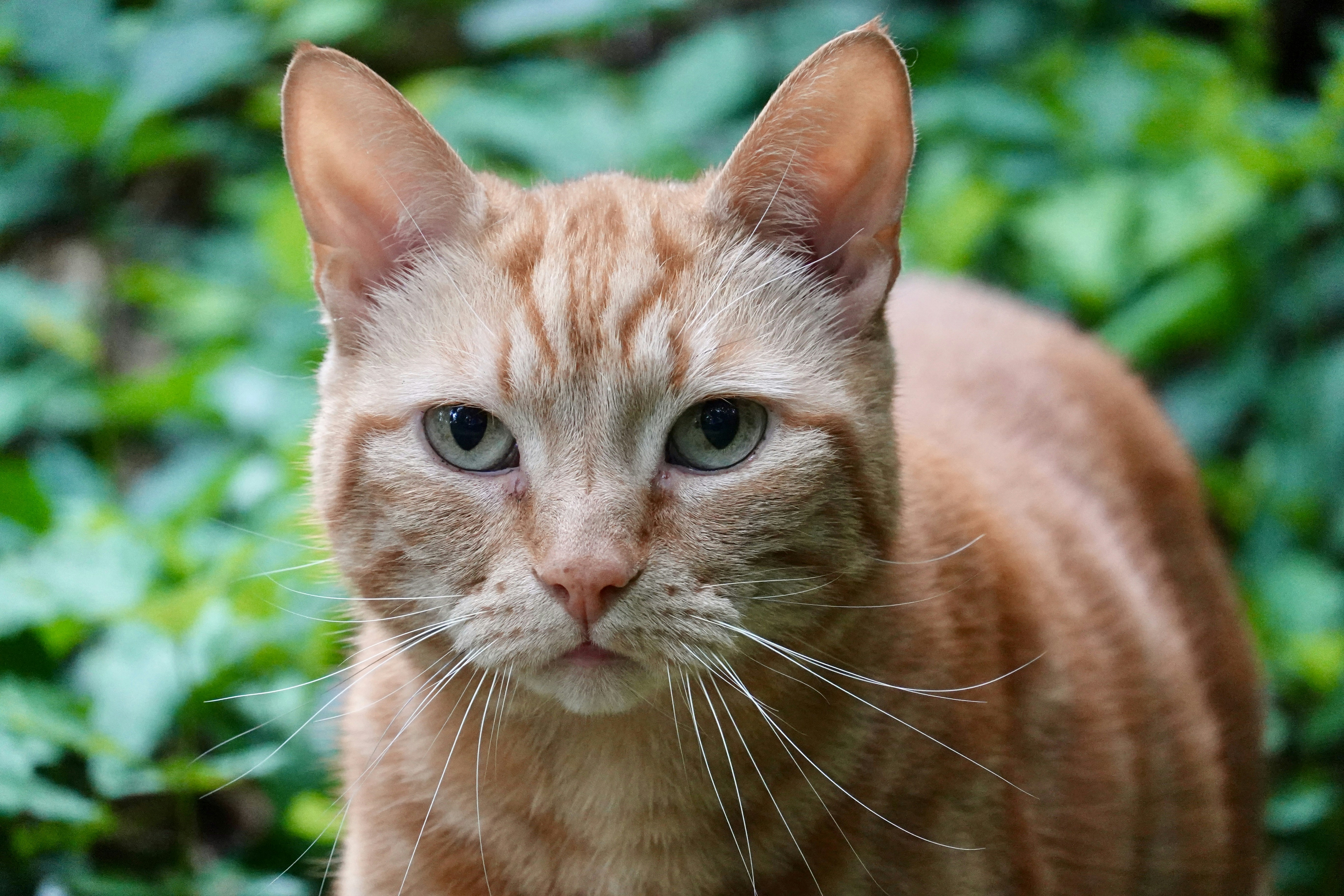Portrait of a red cat after a surprise encounter