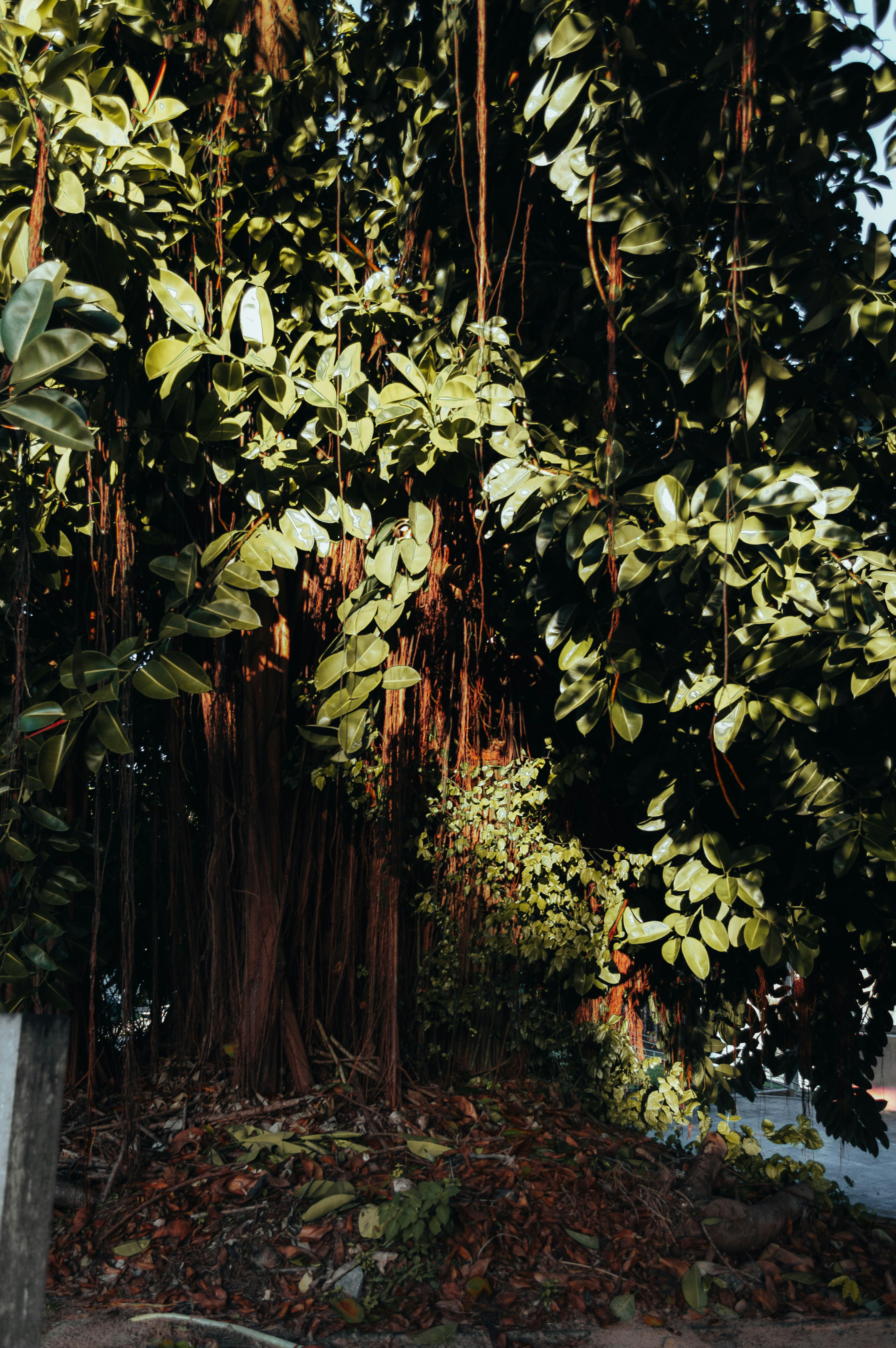 Veil of Green: A Sunlit Foliage Tunnel