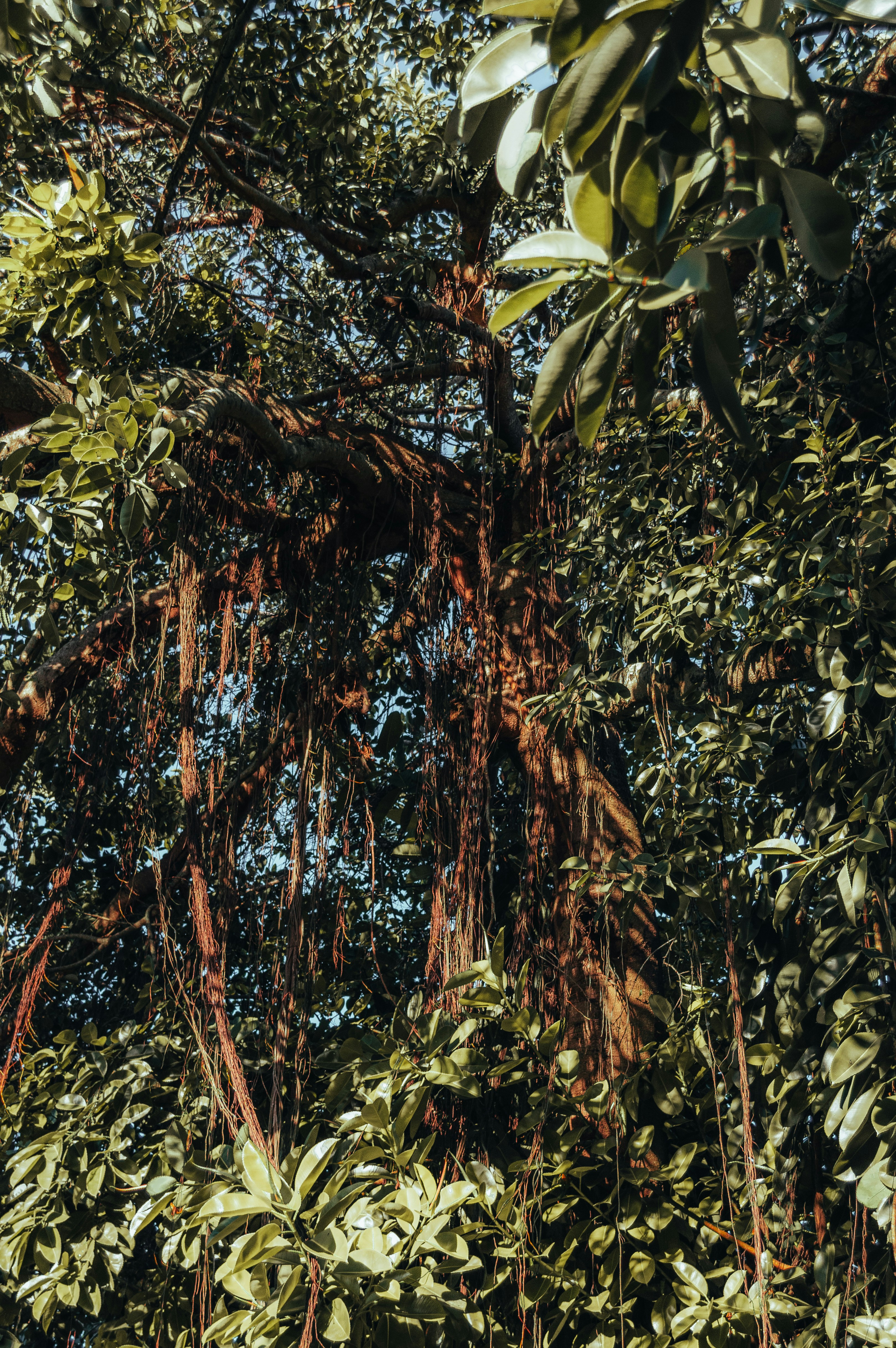 Verdant Scree: Sunlit Vines Weaving Through Tree Canopy