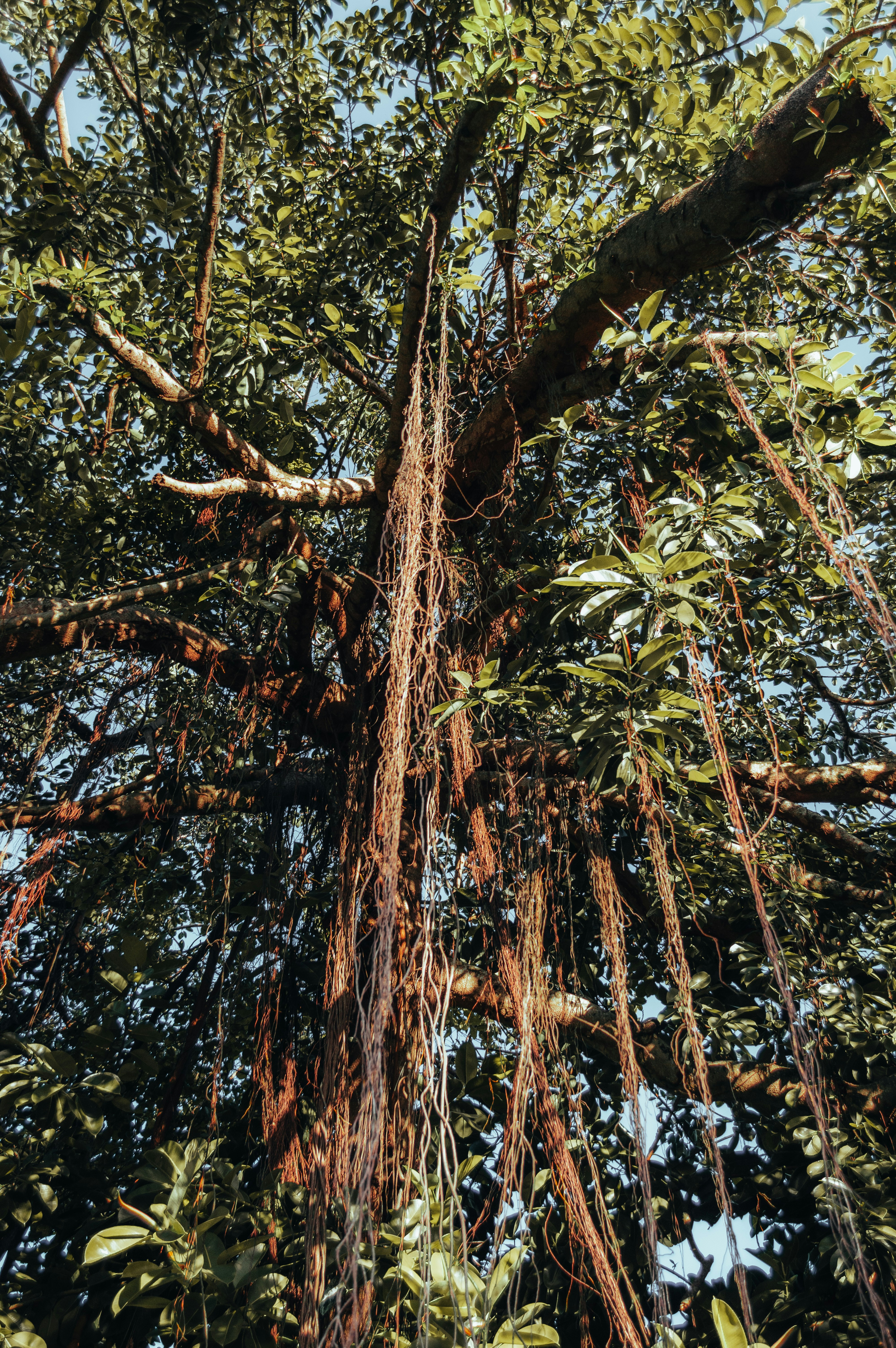 Tangled Spanish Moss Draped Over Sunlit Branches in a Canopy