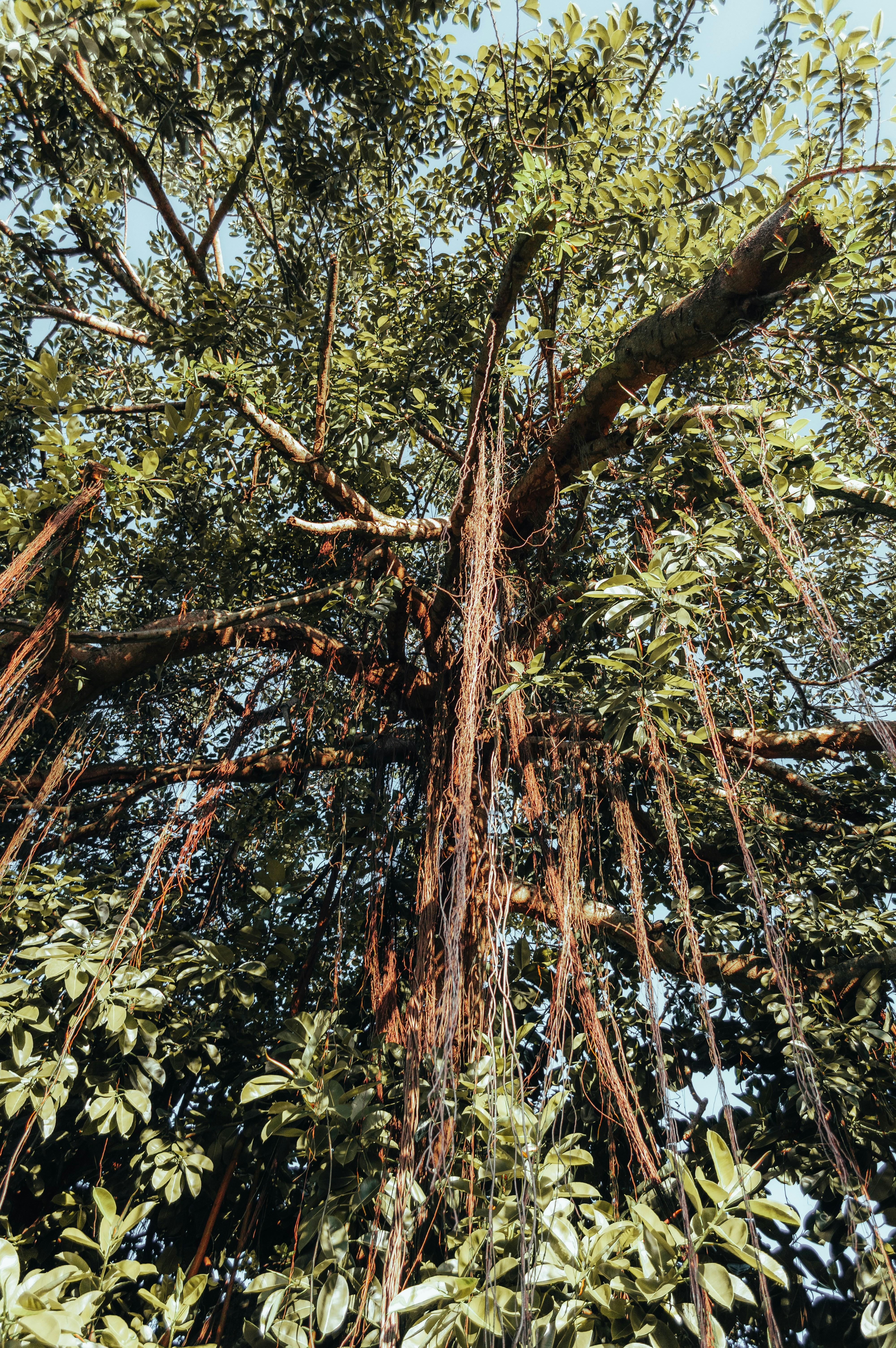 Workshop of Roots: A Banyan’s Long Weave