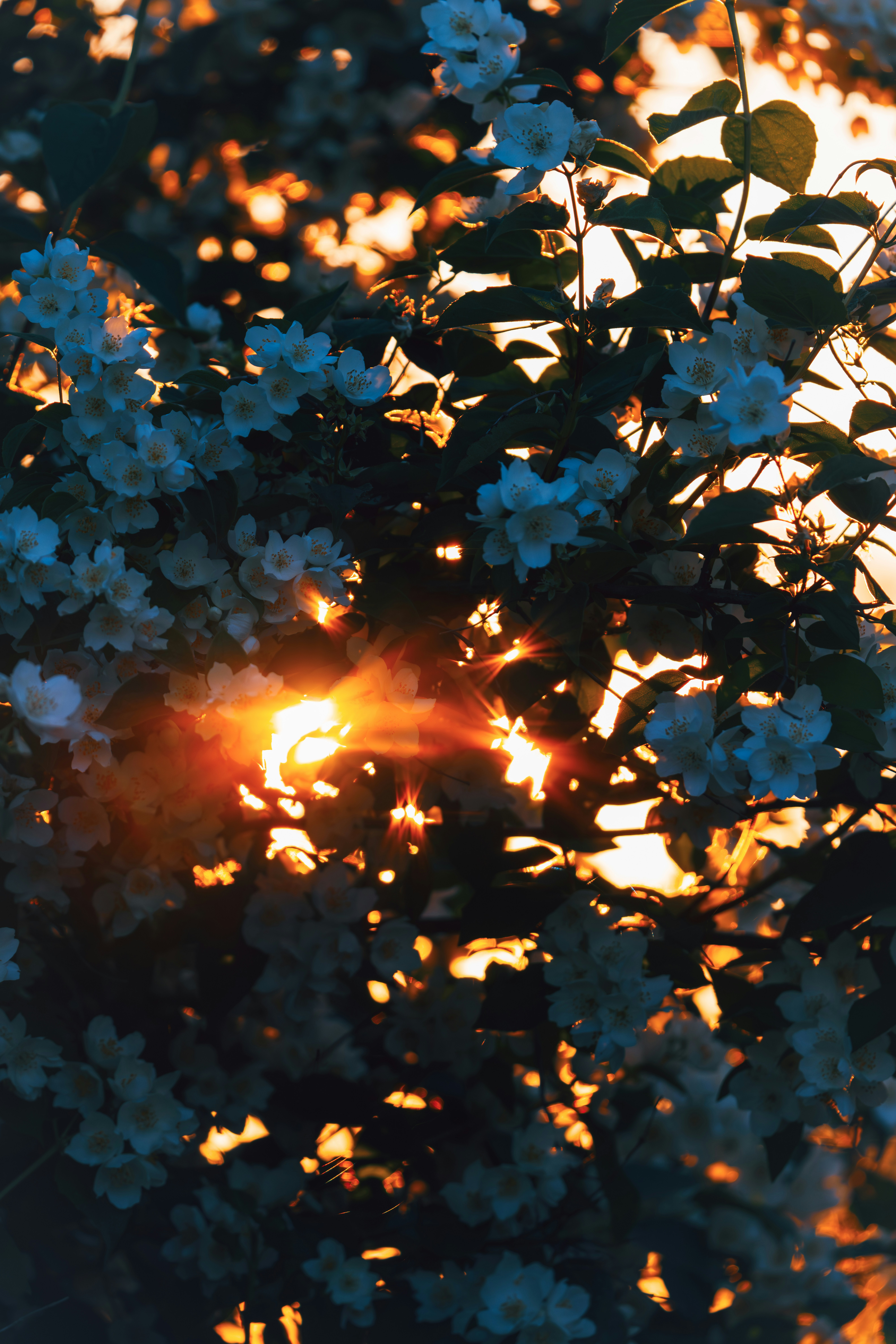 Sunlit Blue Blossoms Through a Golden Glow