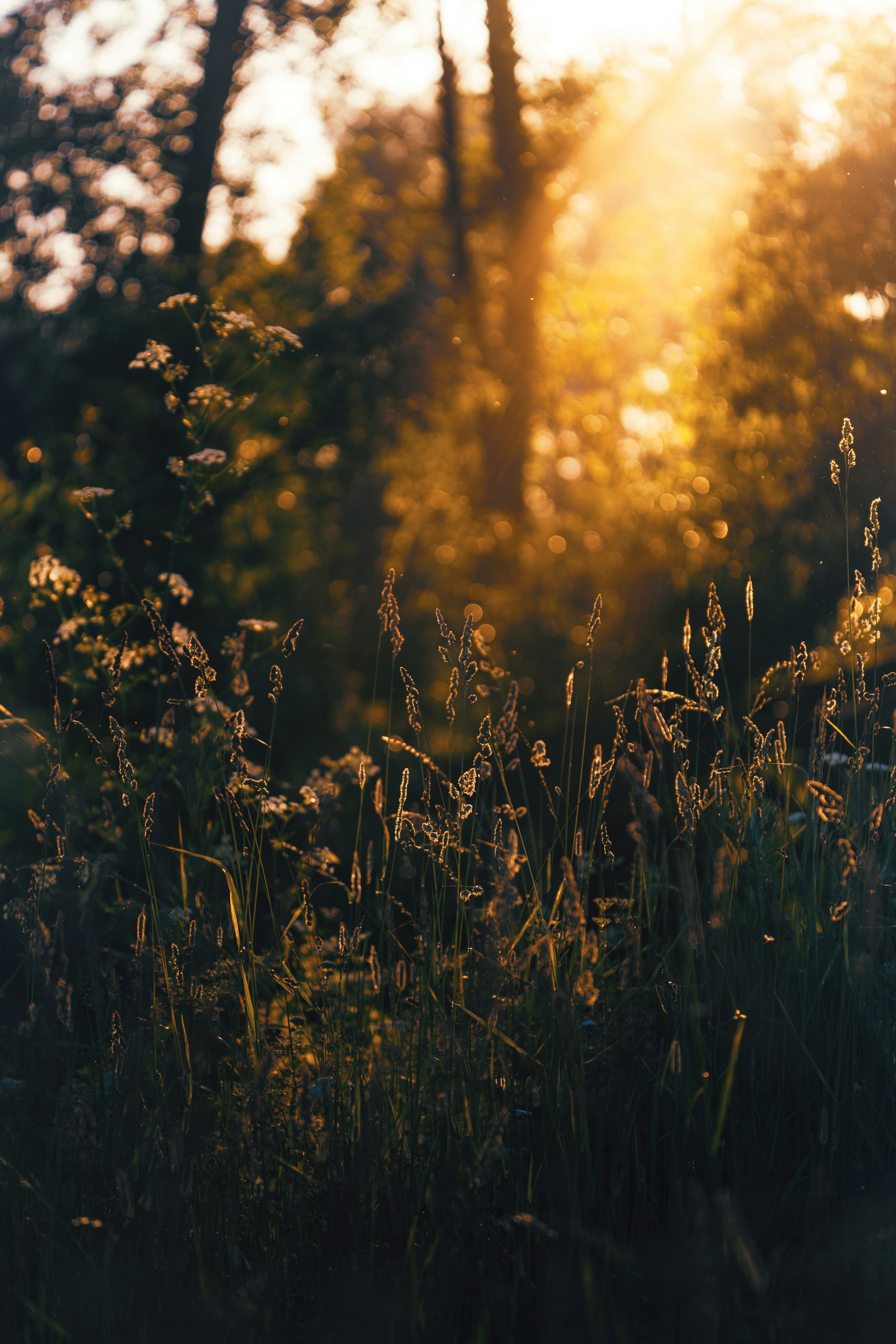 Golden Hour Meadow: Sunlit Grass in a Velvet Evening