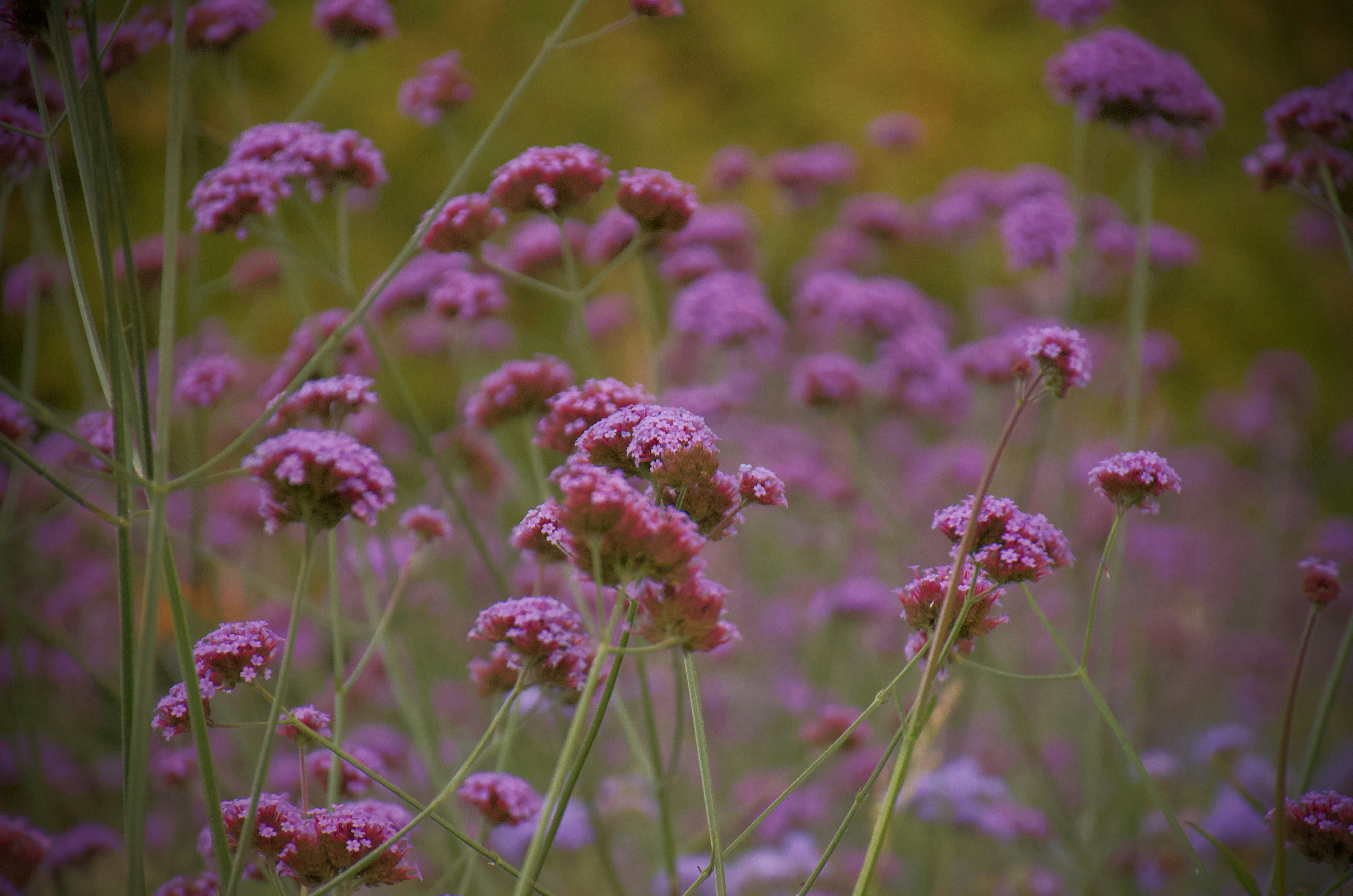 Fields of Lavender Haze: Blooming in Soft Focus