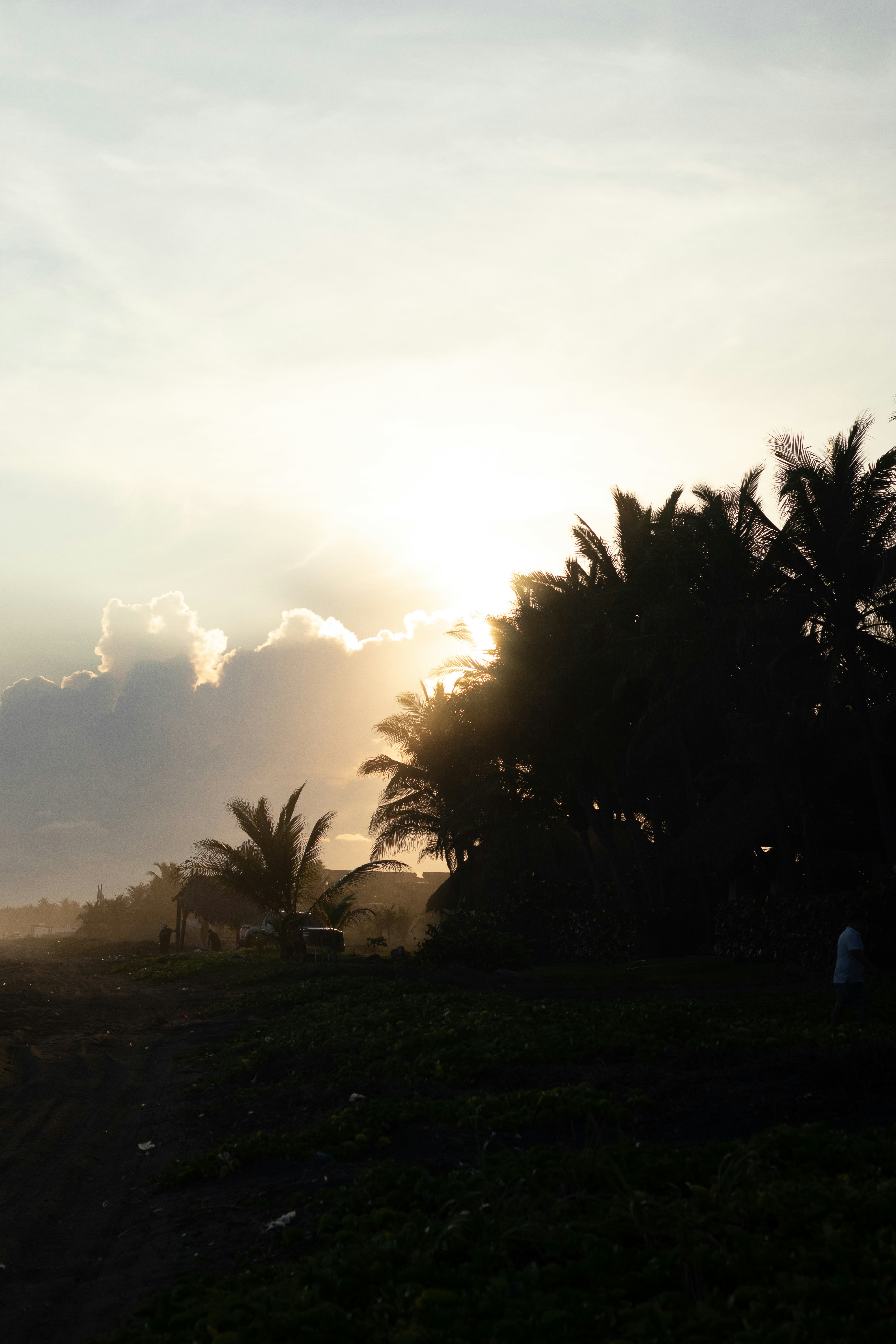 Palm silhouettes at sunset: horizon glow behind a coastal grove