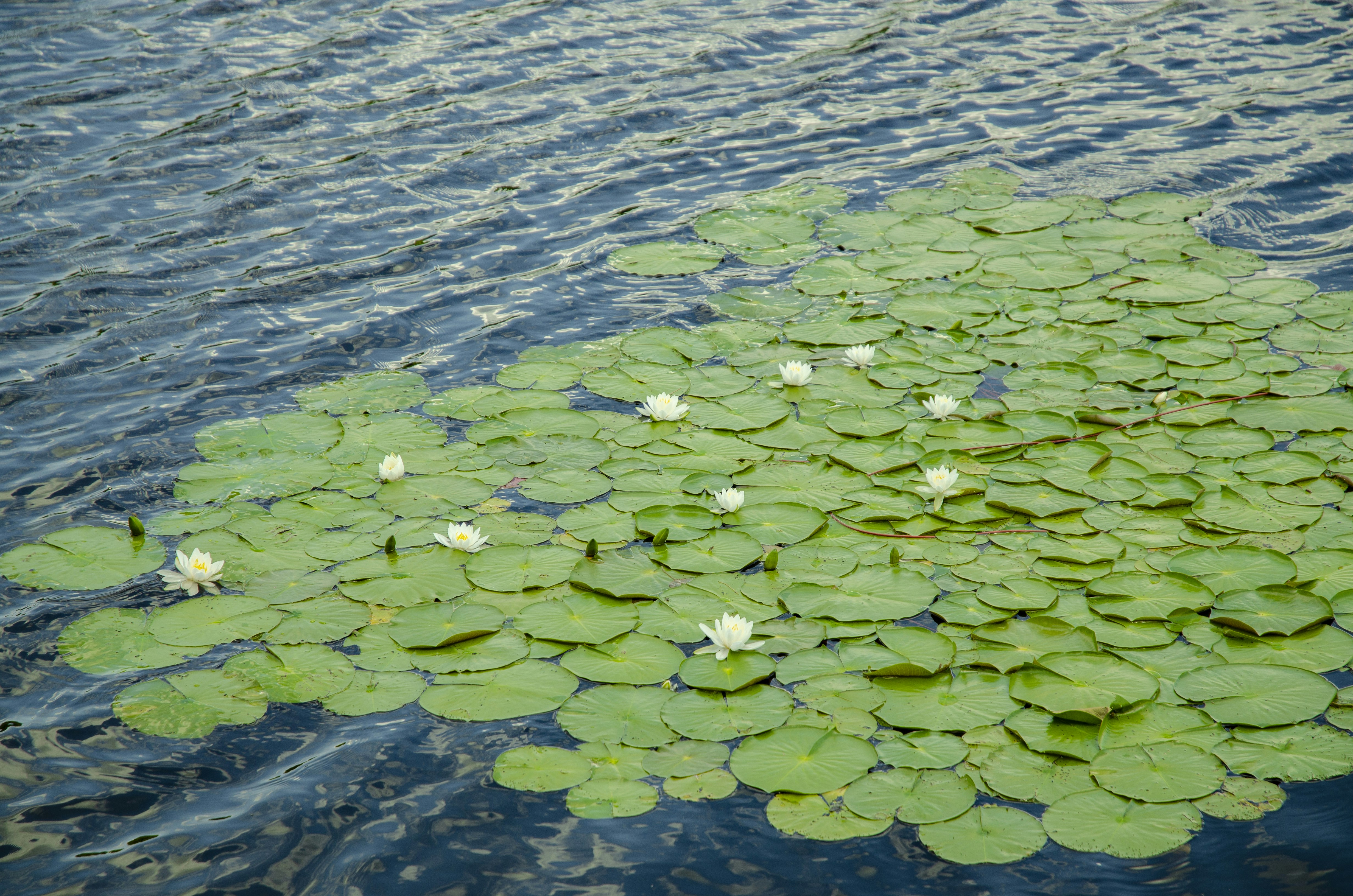 Cluster of green lily pads with white blooms drifting on calm blue water, capturing a tranquil pond scene.