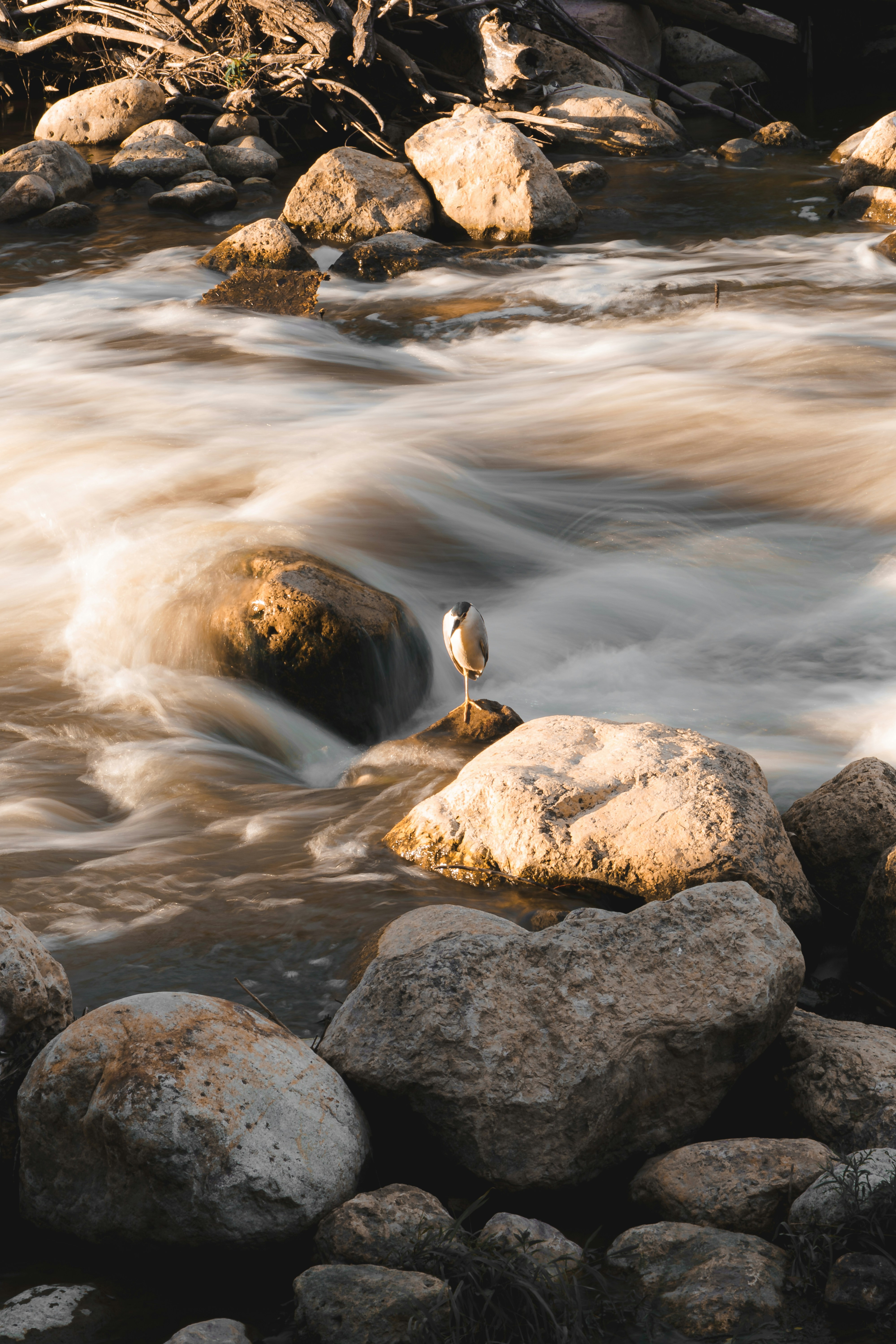Stone Sentinel: The Heron Braced on a River Rock