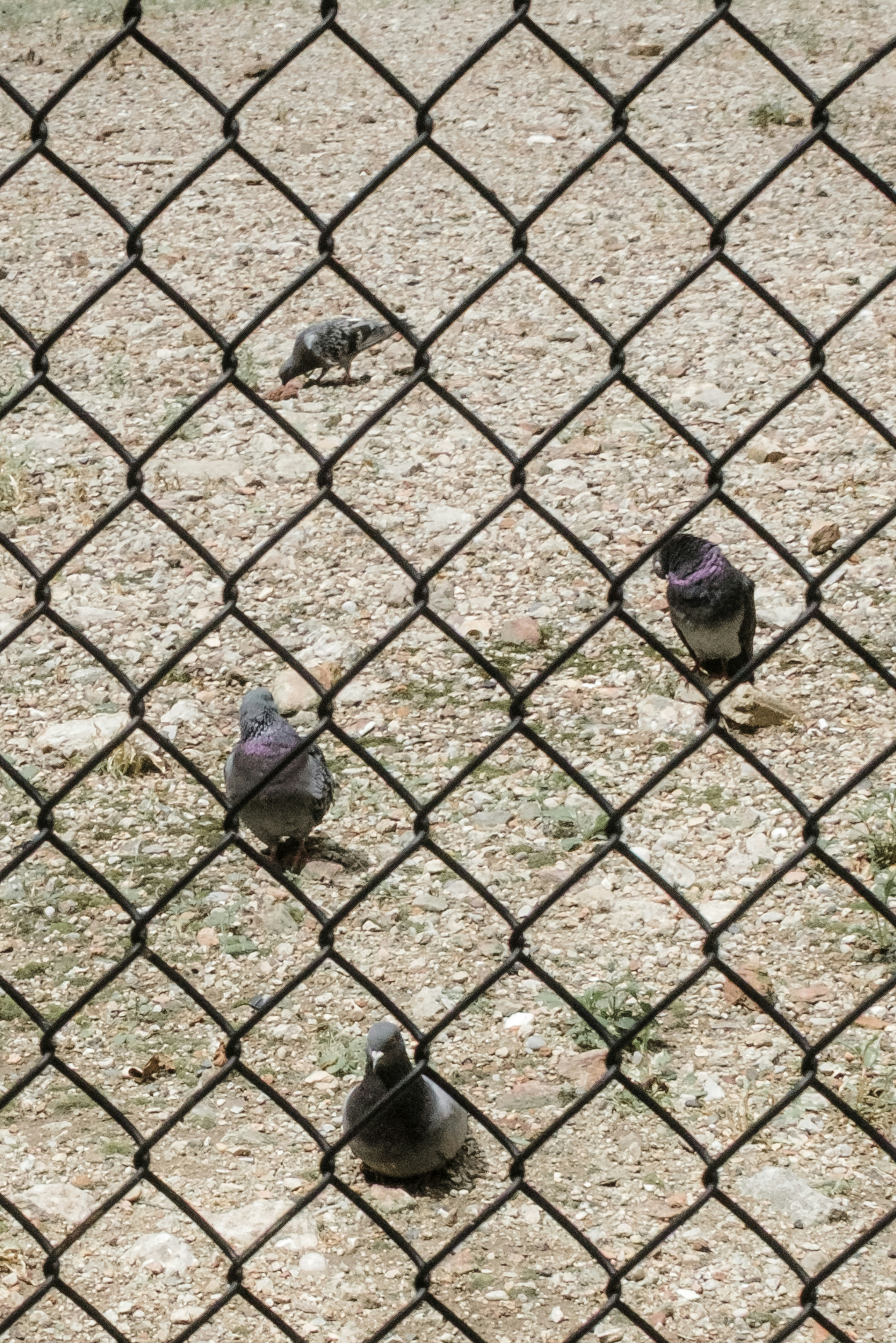 Pigeons at the Wire: Quiet Confines of an Enclosure
