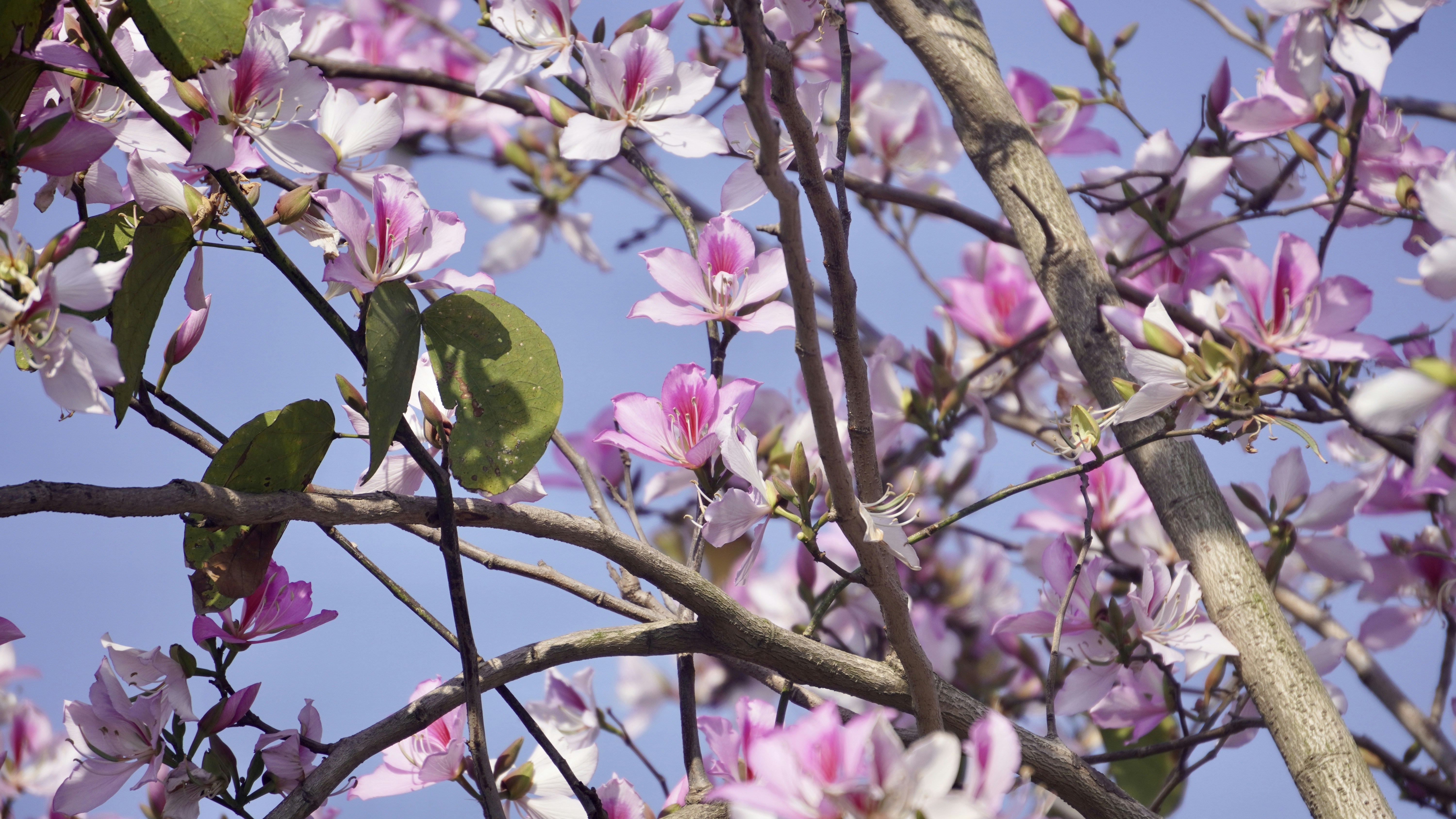 Blossoms in the Blue: A Sunlit Network of Pink Petals
