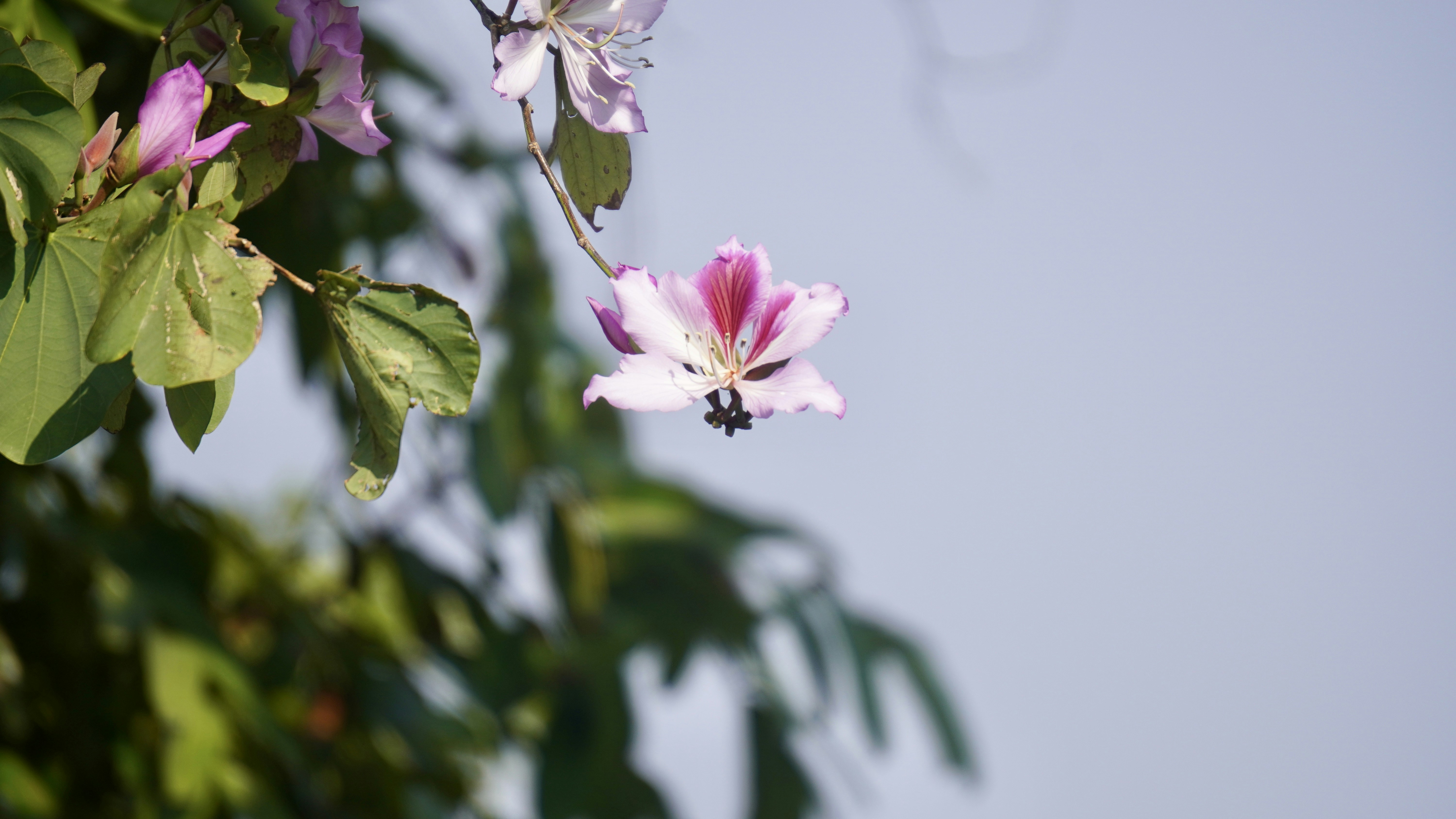 Petal Bloom in Soft Backdrop