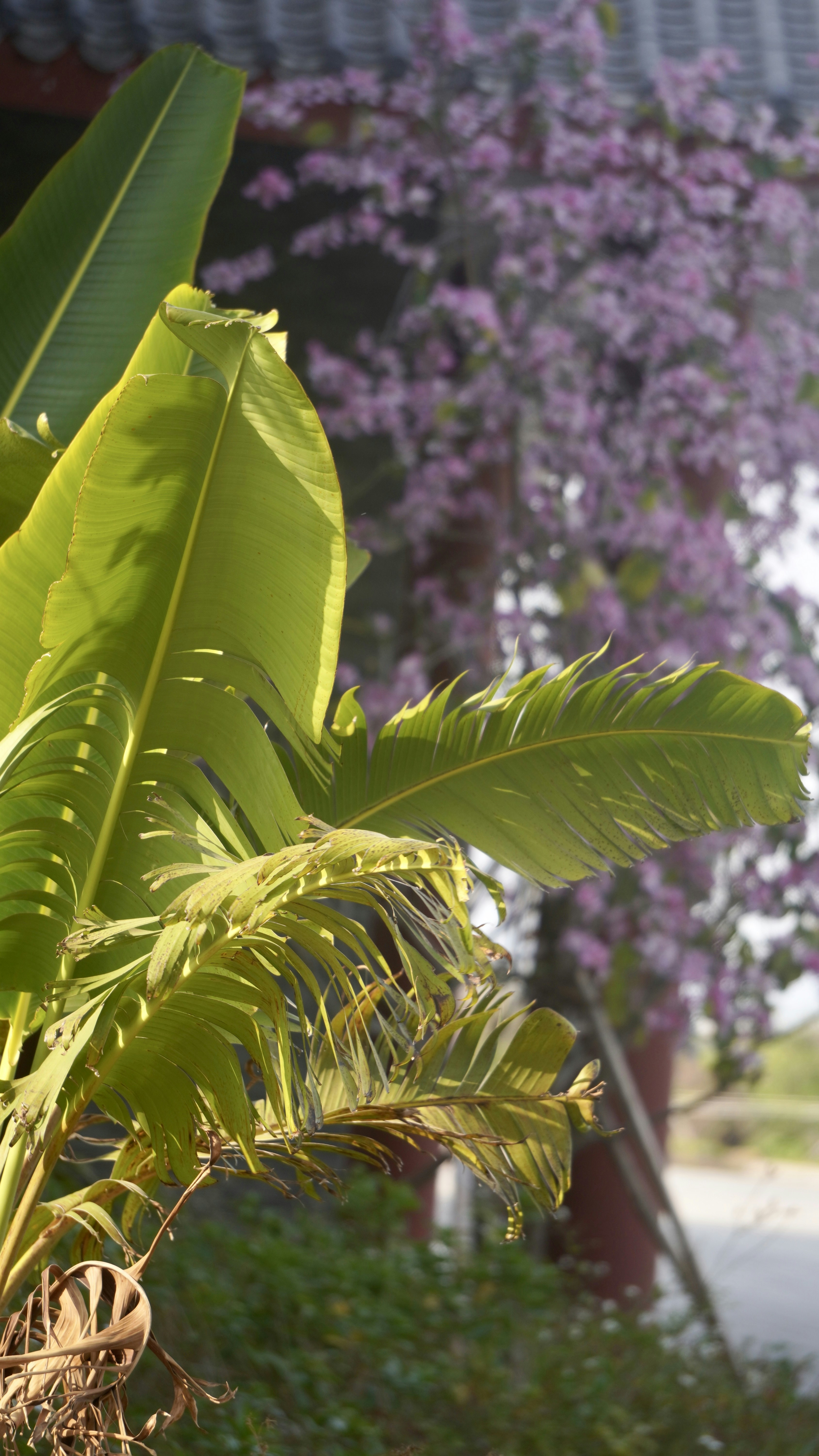 Sunlit Banana Leaves with Bougainvillea Backdrop