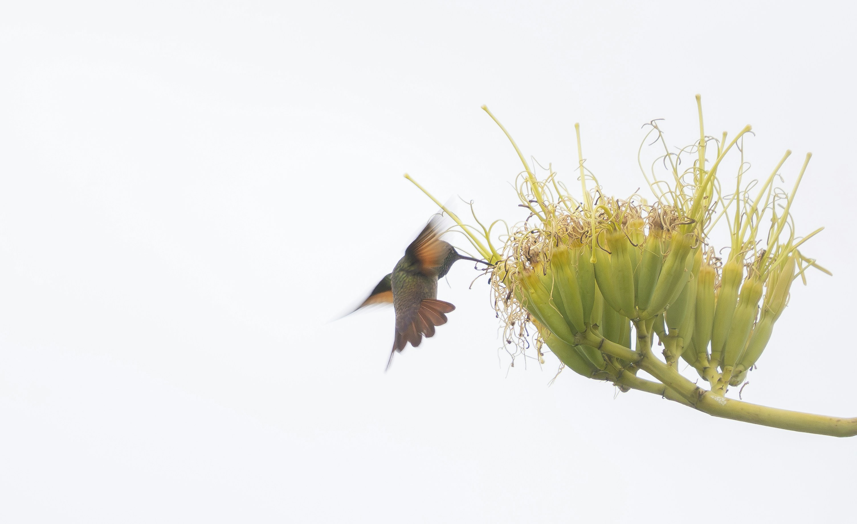 Hovering nectar: a hummingbird hawks in a pale morning
