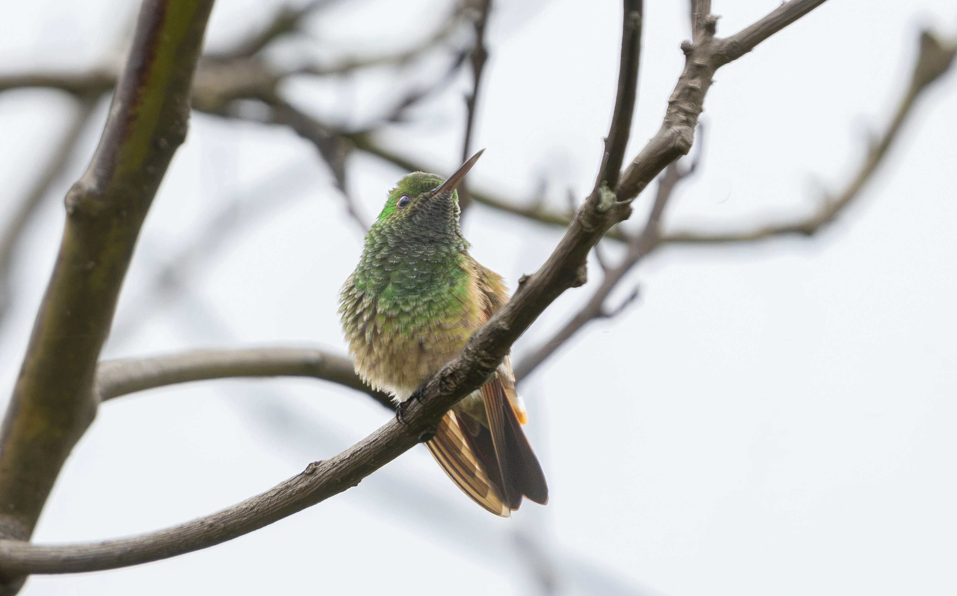 Emerald Mystery: A hummingbird poised on a bare branch