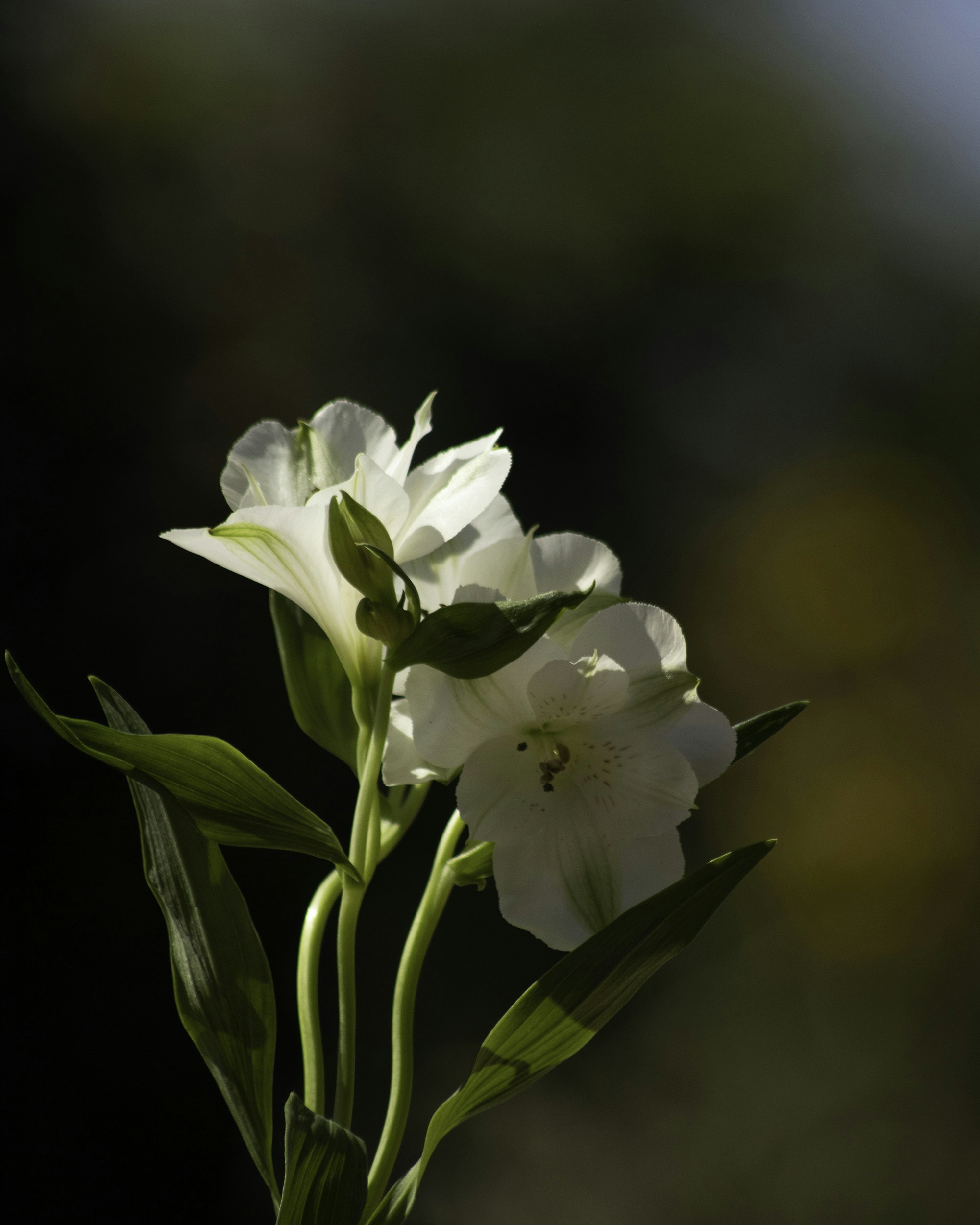 White Lily Cluster in Backlit Garden
