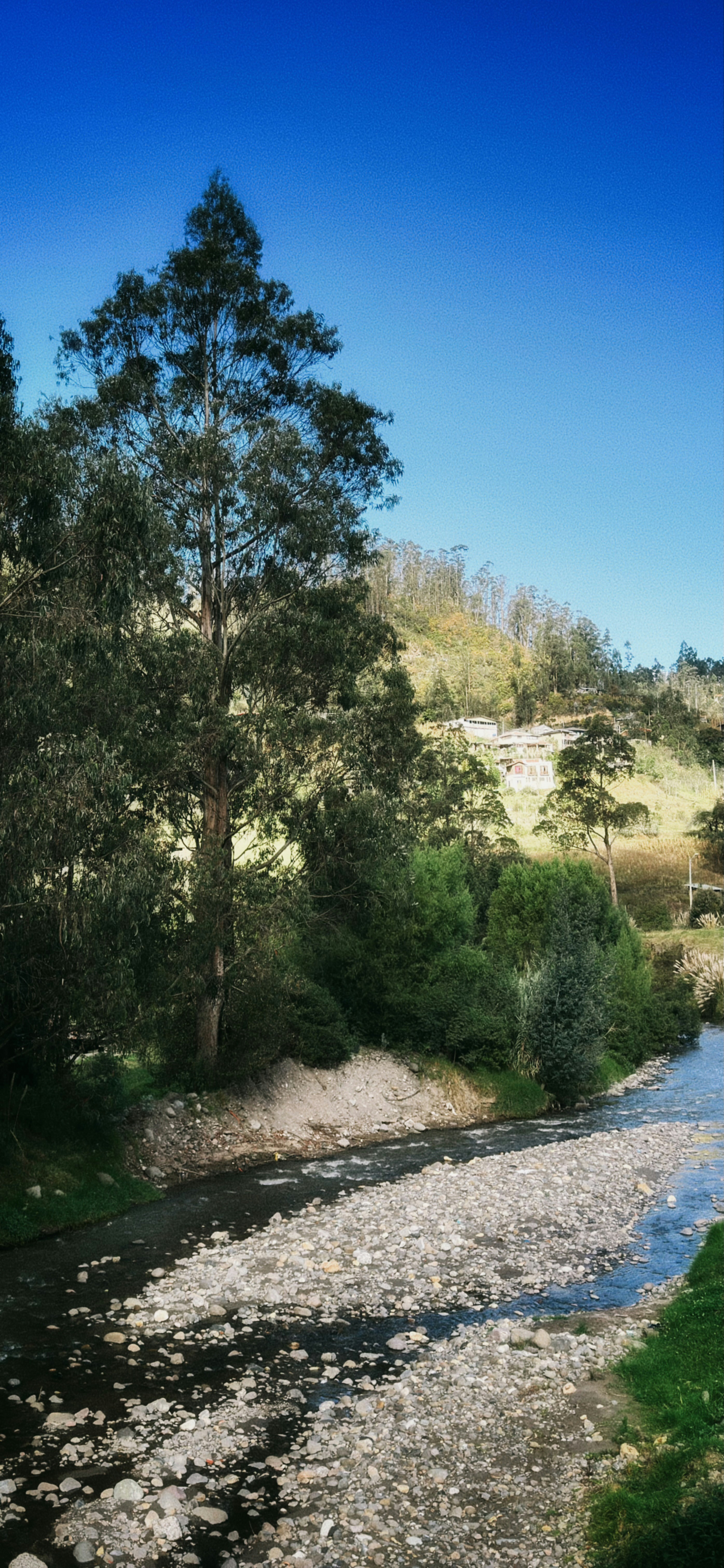 Riverbank Reverie: A Sunlit Corridor of Trees and Shimmering Water