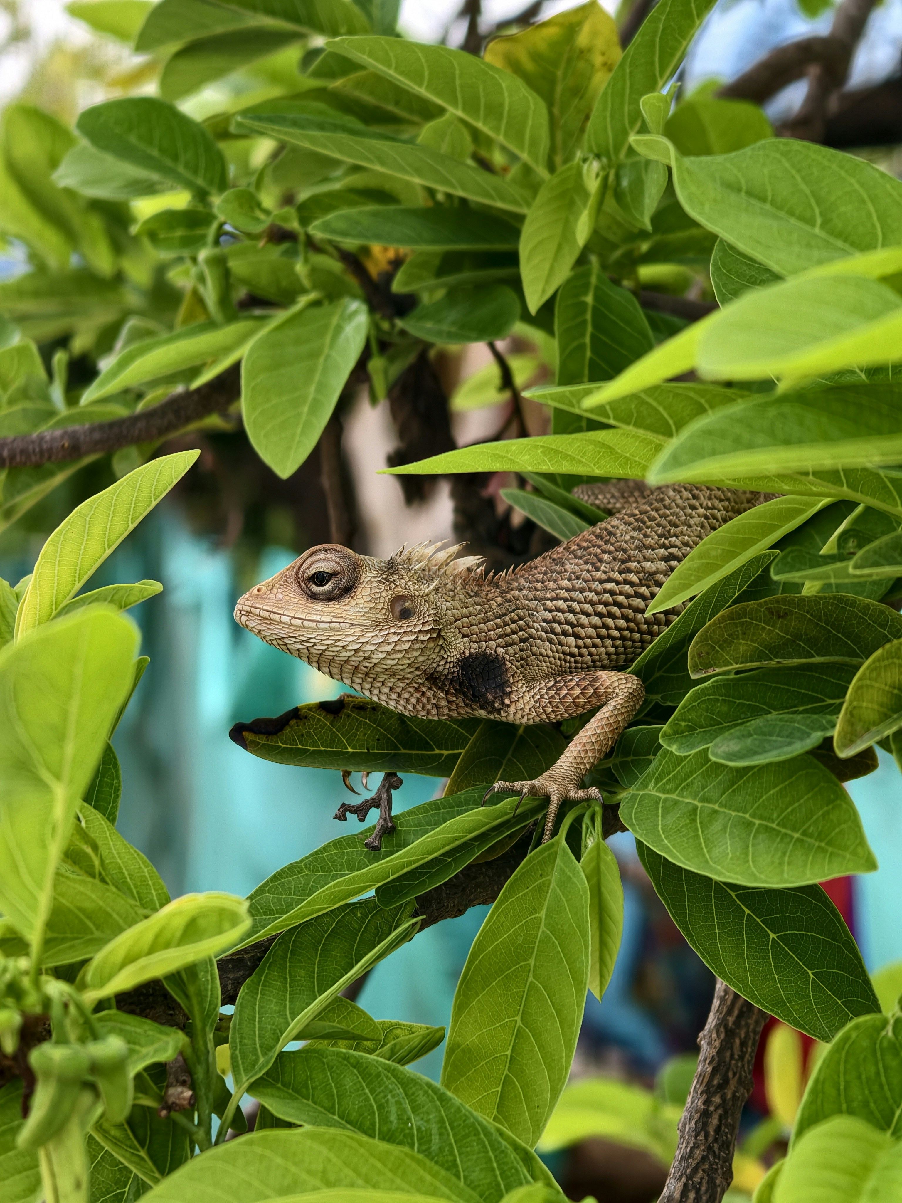 A chameleon-like lizard resting among vibrant green leaves.