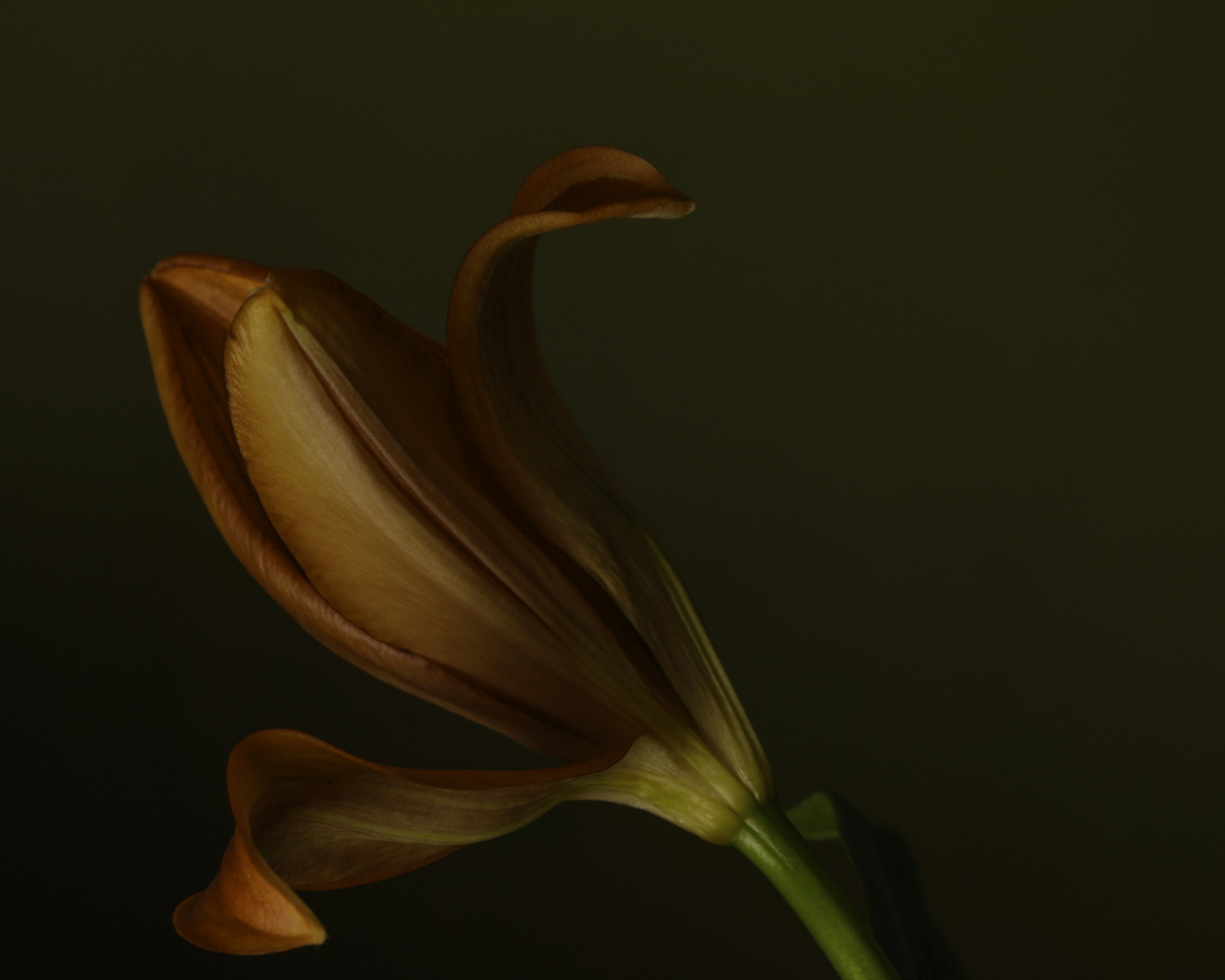 Lonely Blossom in a Velvet Dark