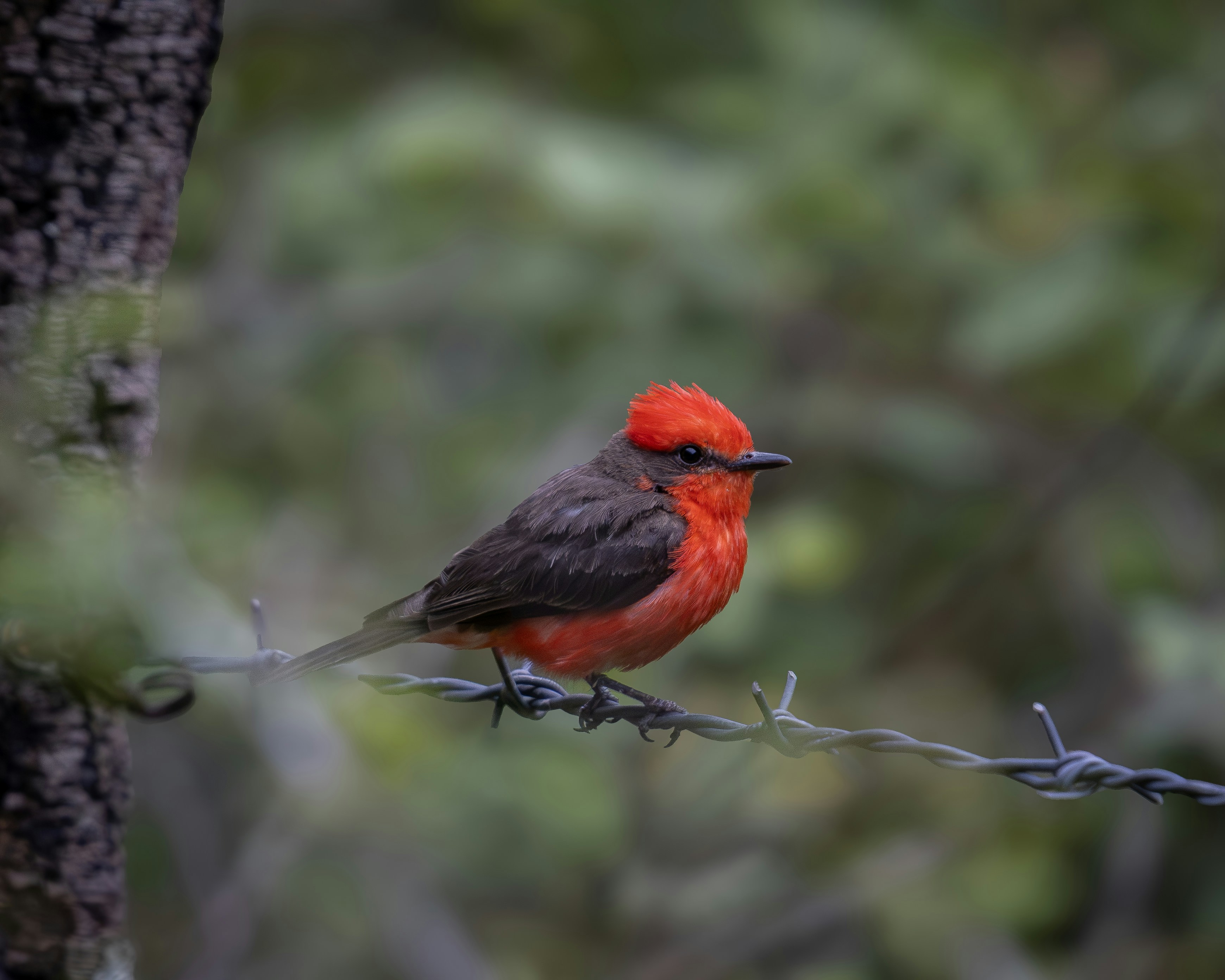 Scarlet Cardinal Perched on Barbed Wire