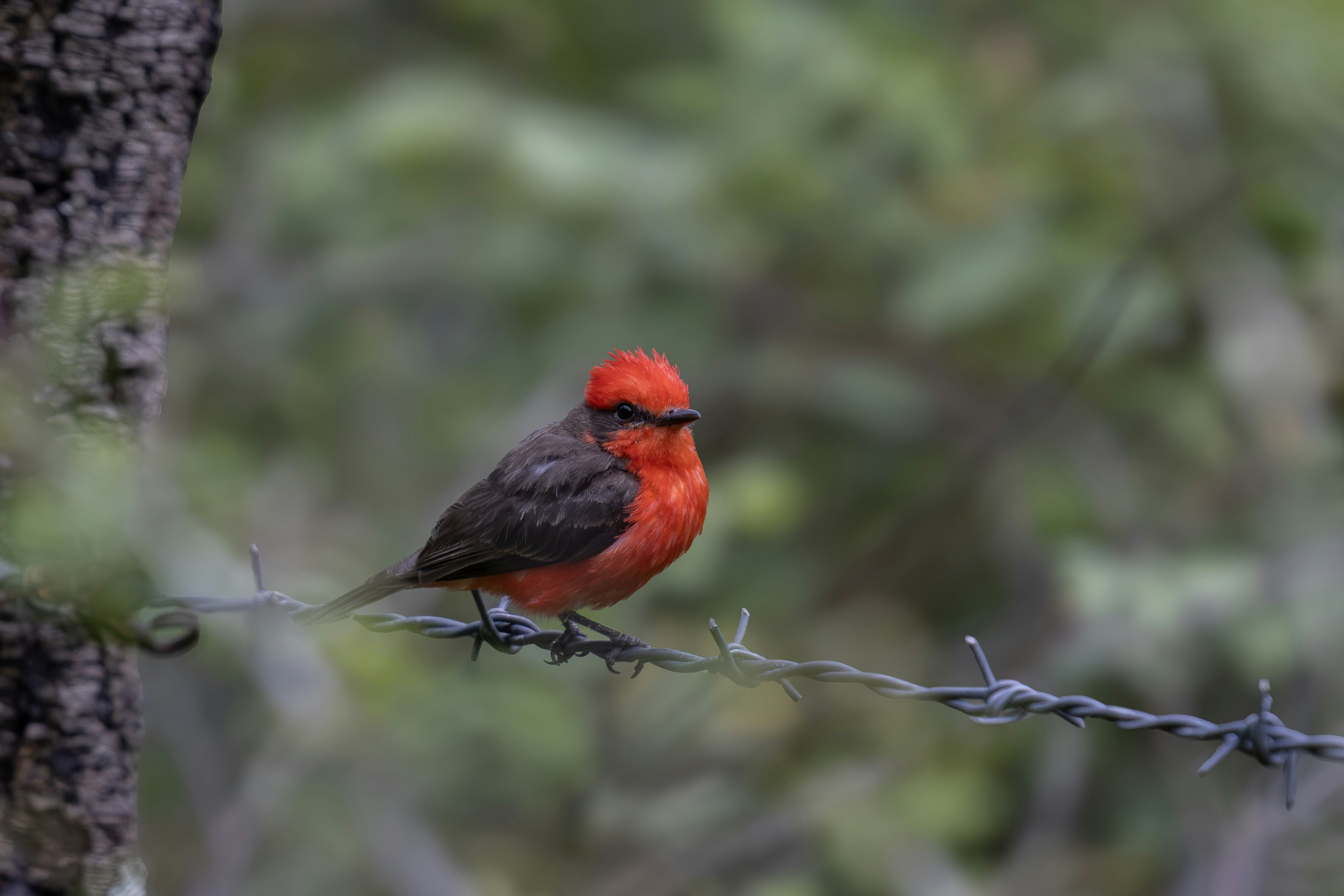 Red Cardinal on a Barbed Borderline