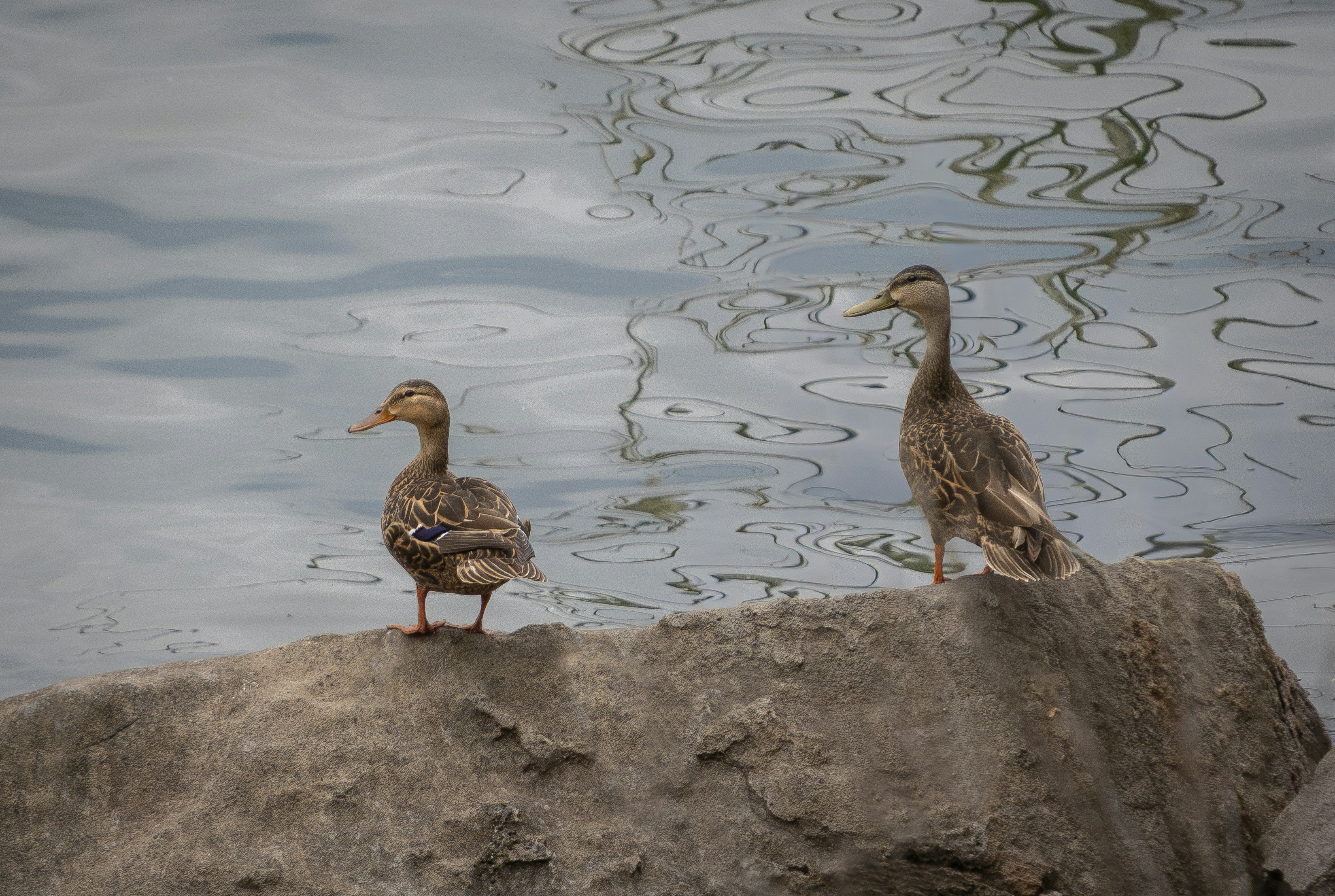 Two Ducks Perched on a Rock Watching the Calm Waters
