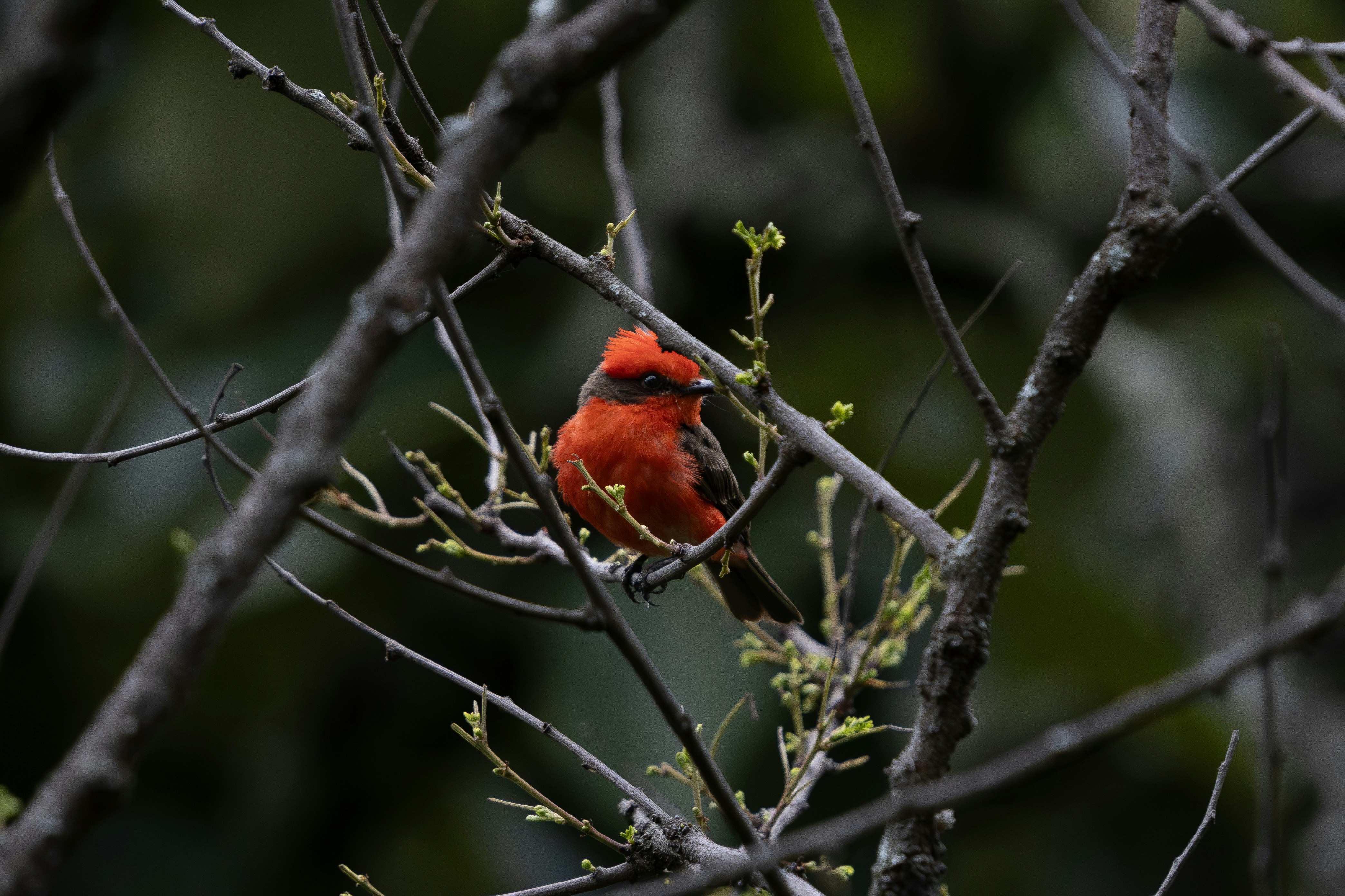 Scarlet Cardinal Amid Winter Limbs