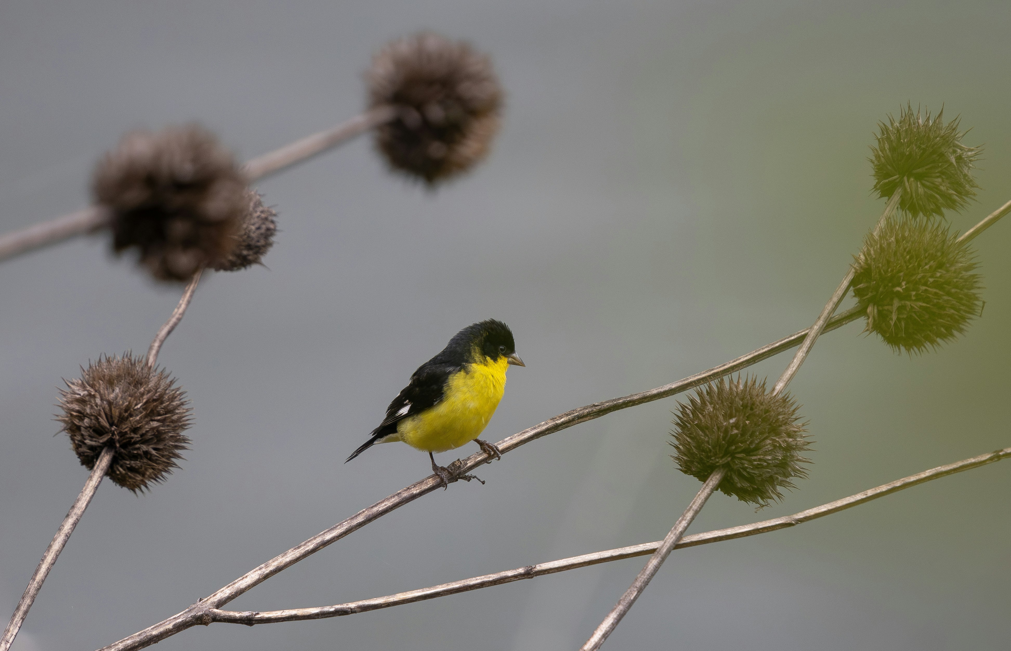 Bright Yellow Warbler on a Bleached Branch
