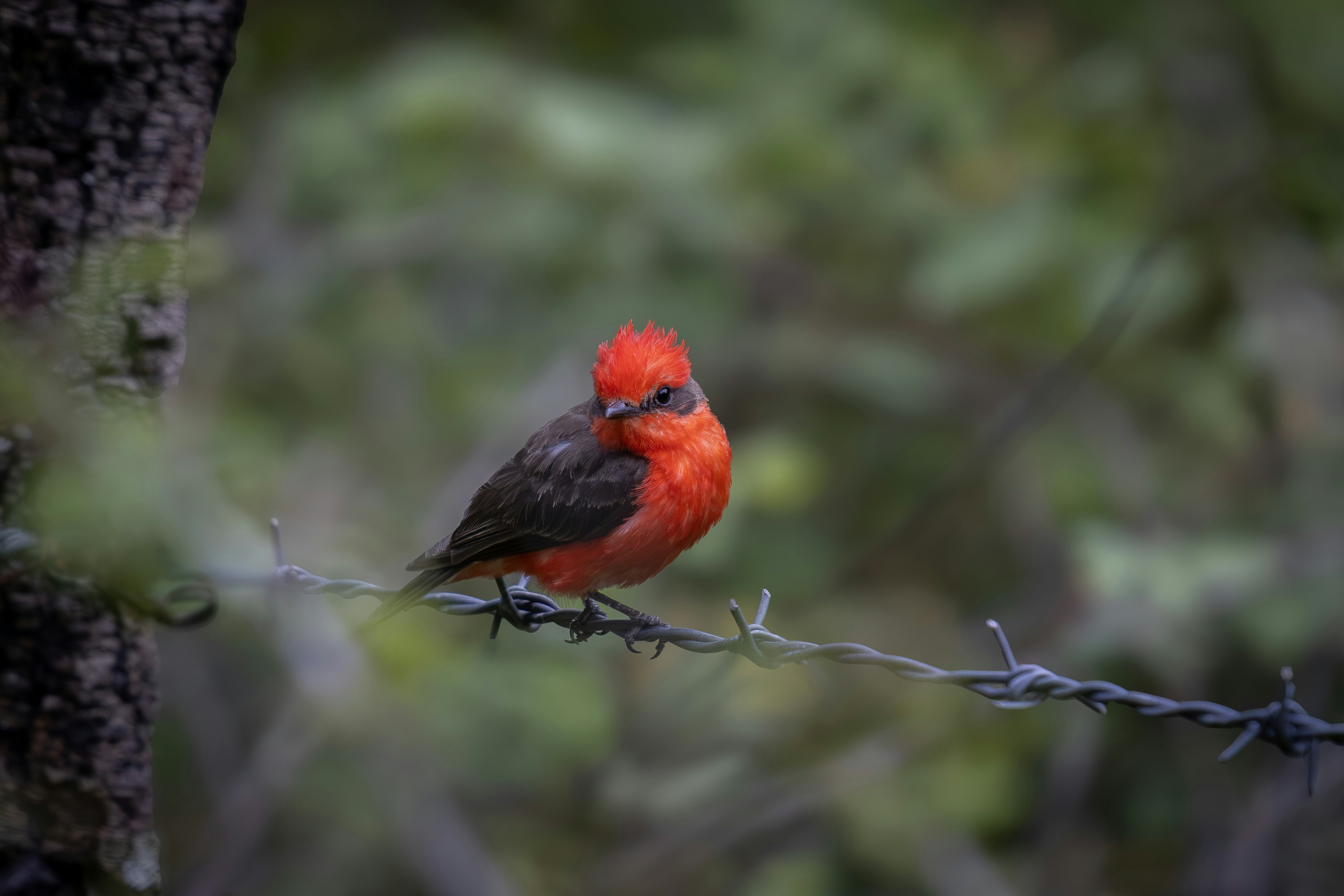 Flame Crest on a Barbed Patch: A Red-Headed Cardinal in Quiet Peril